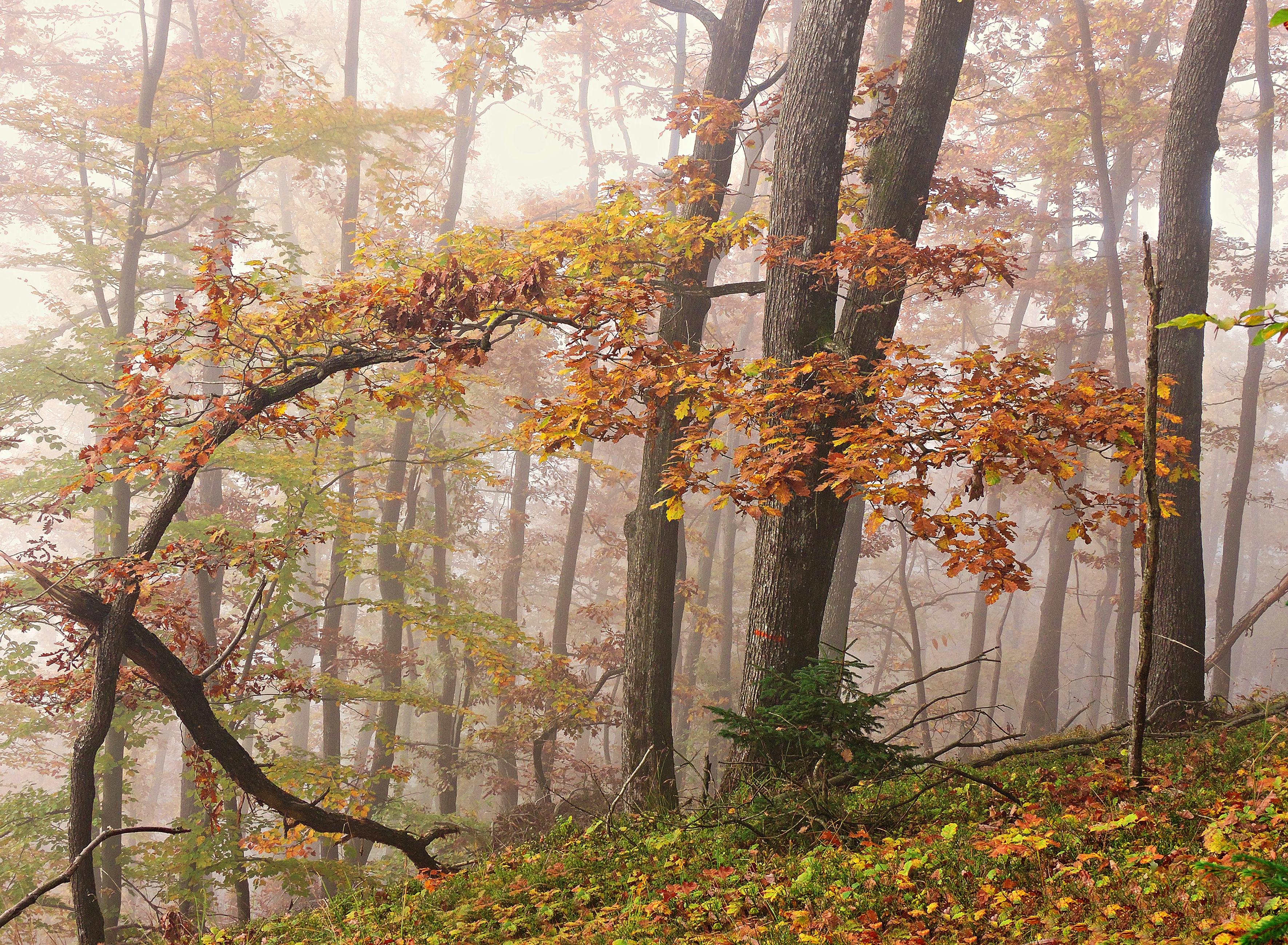 Kostenloses Foto zum Thema: herbst im wald