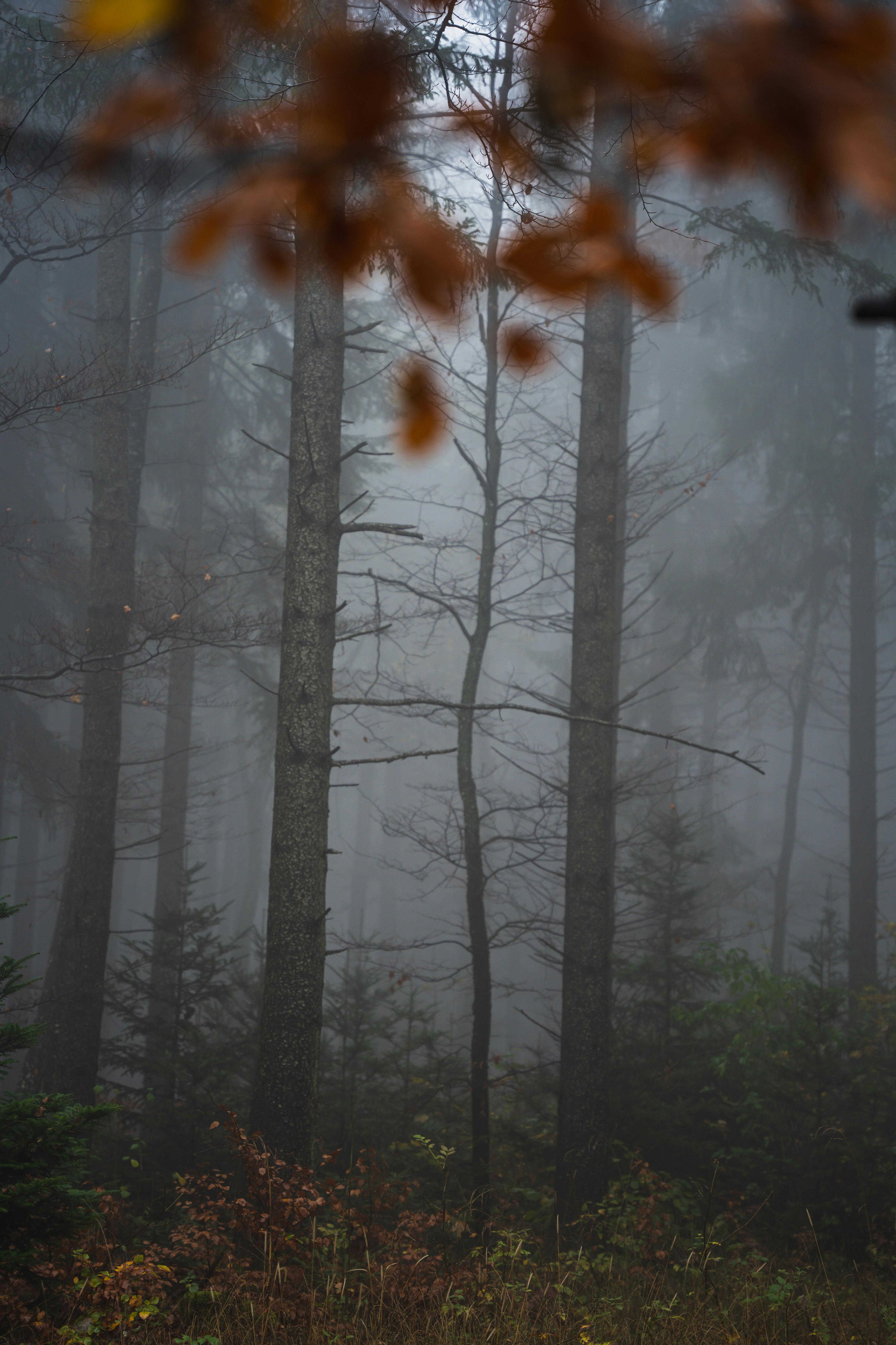 Scary Foggy Forest · Free Stock Photo