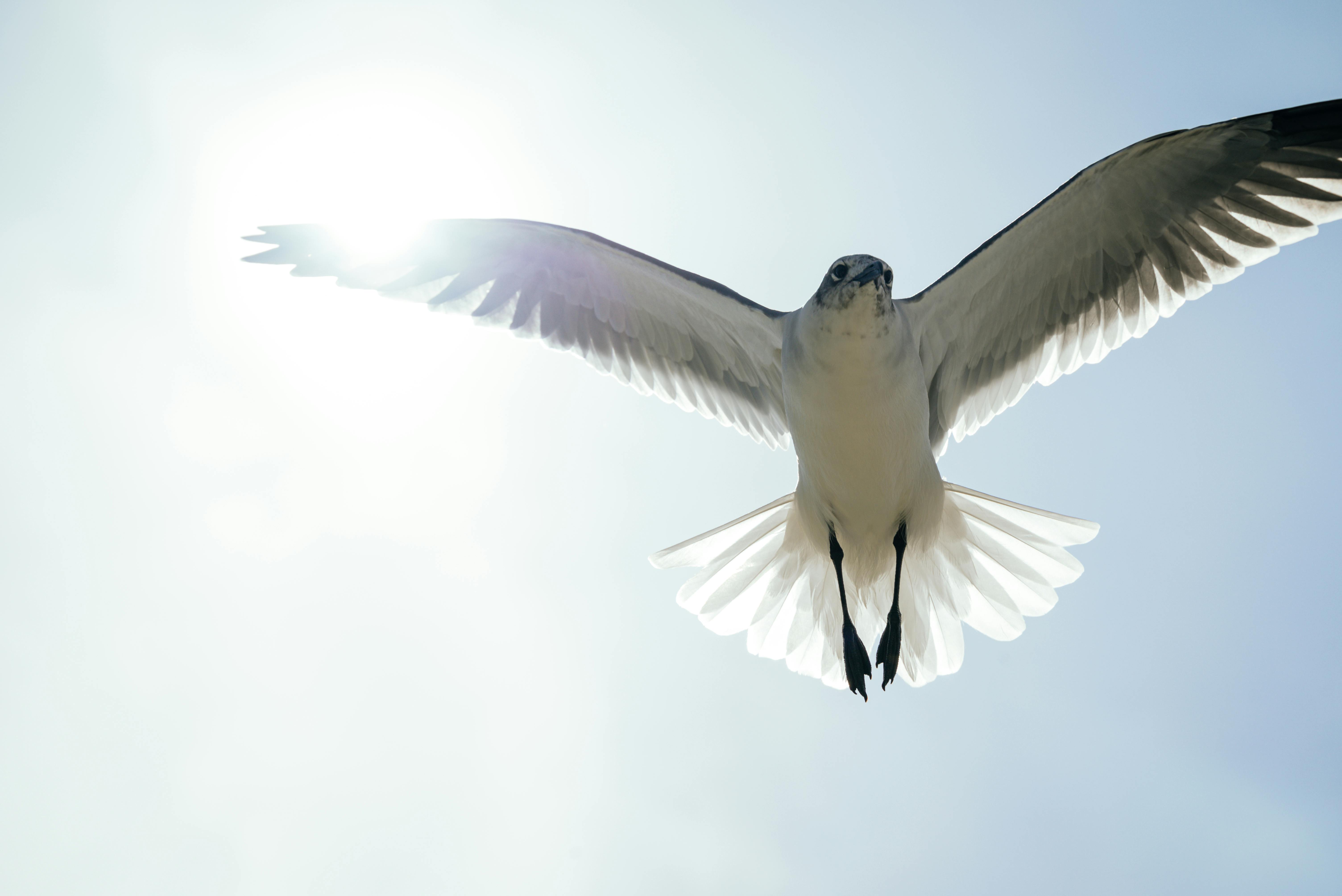 Close-Up Shot of a Seagull Flying · Free Stock Photo