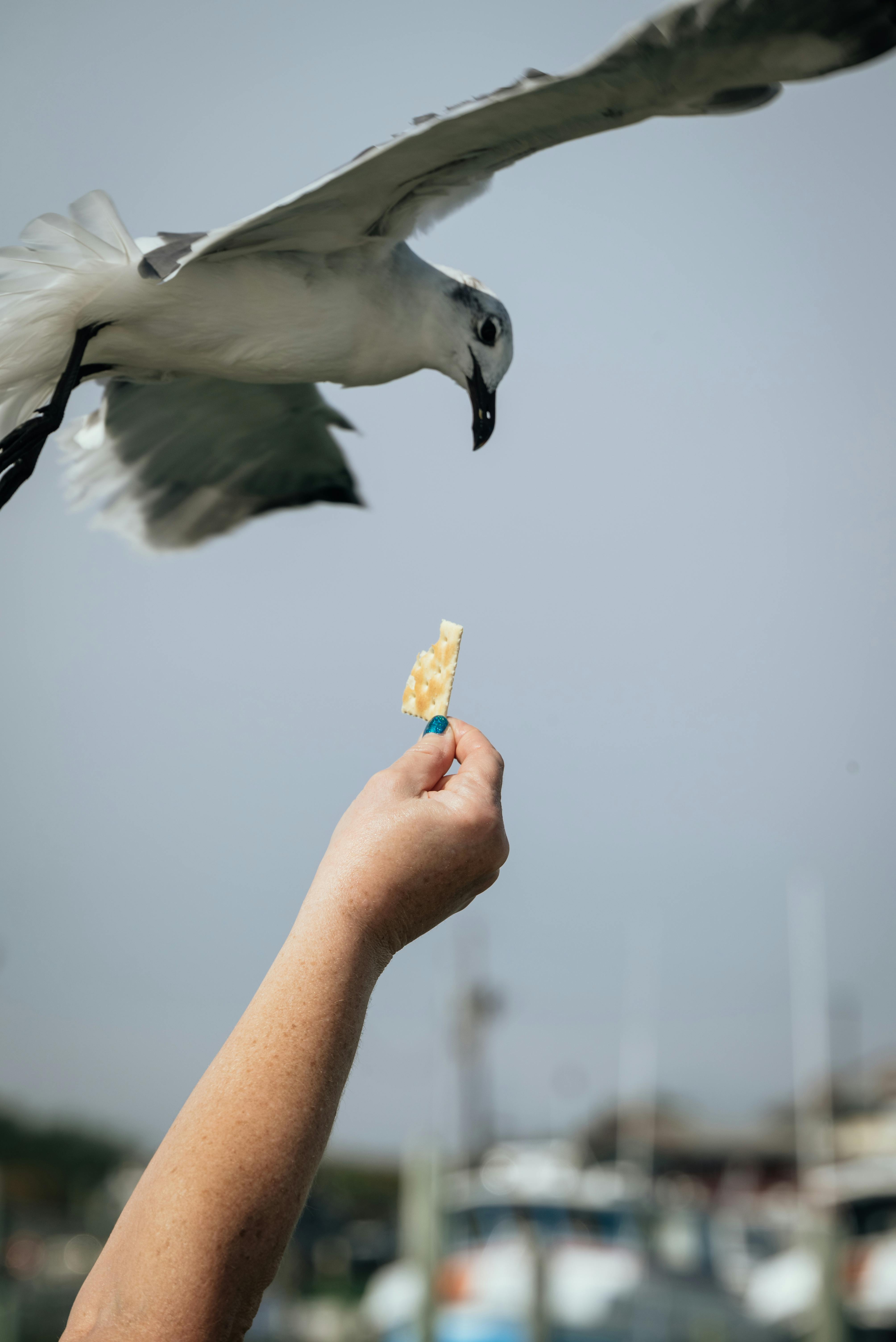 A Person Feeding a Gull · Free Stock Photo