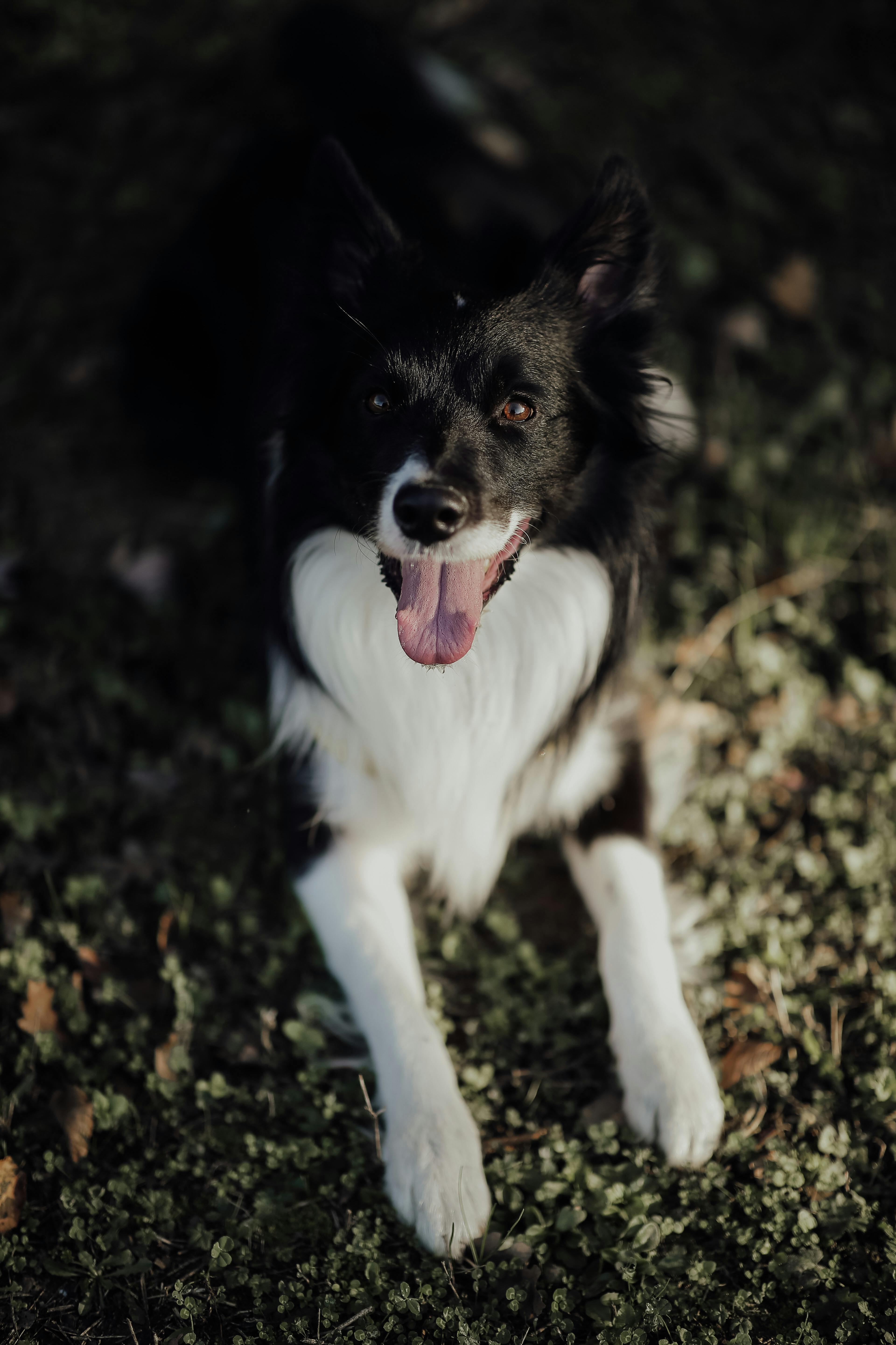 A Close-Up Shot of a Border Collie · Free Stock Photo