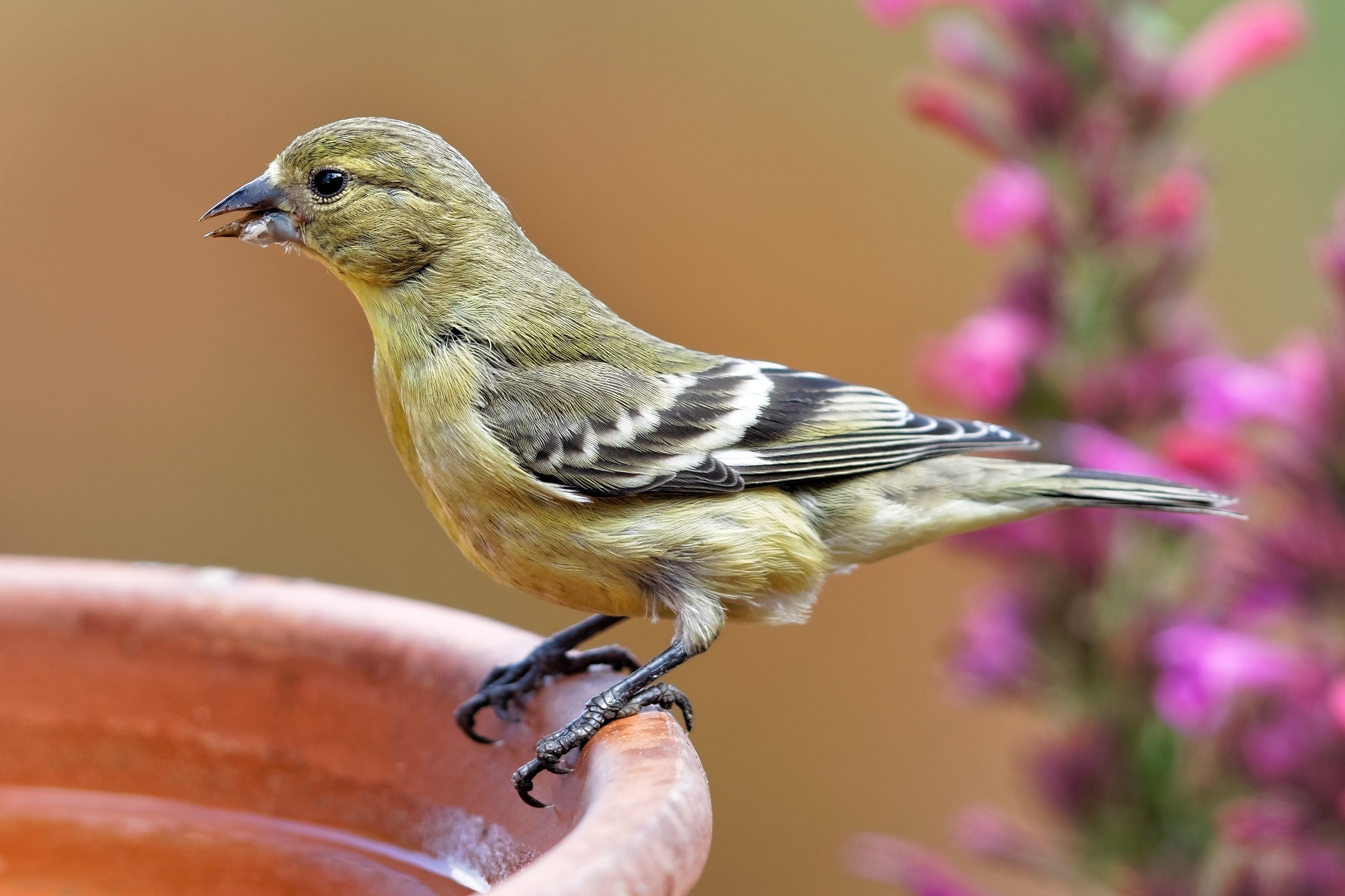 Goldfinch on a Pavement · Free Stock Photo