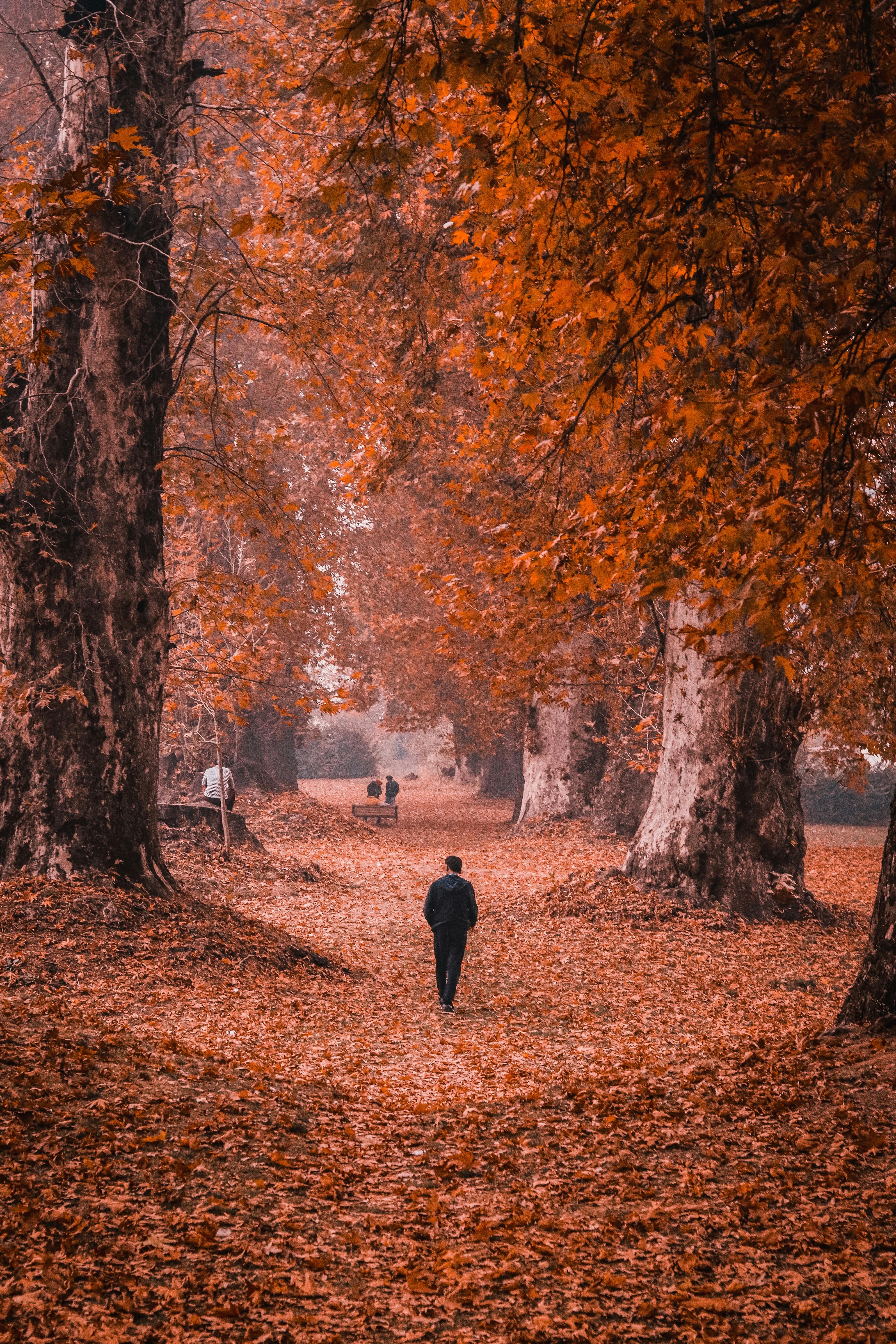 Person standing in the Middle of Tall Trees during Autumn · Free Stock ...
