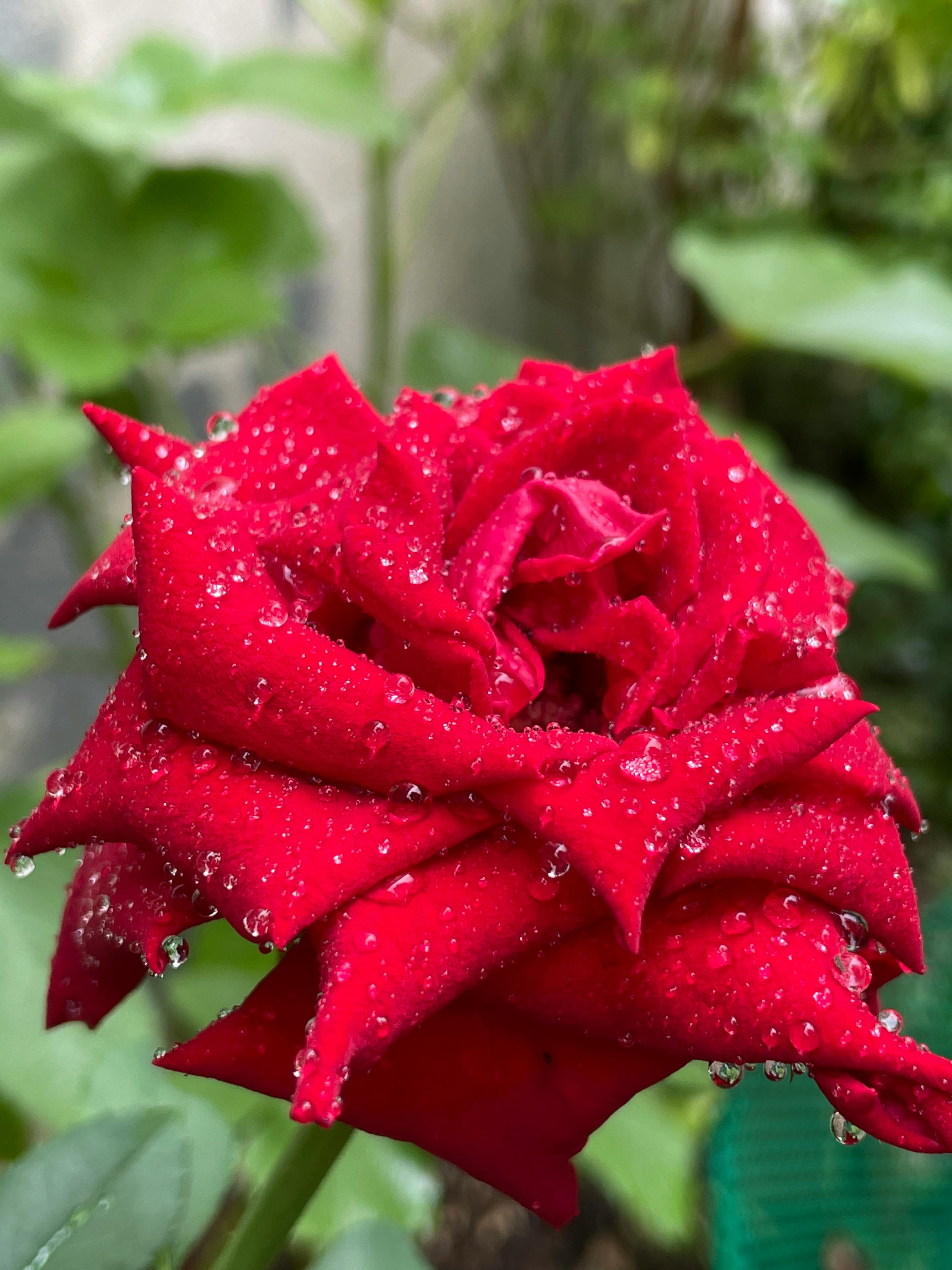 Savitree Chu - Fotografi