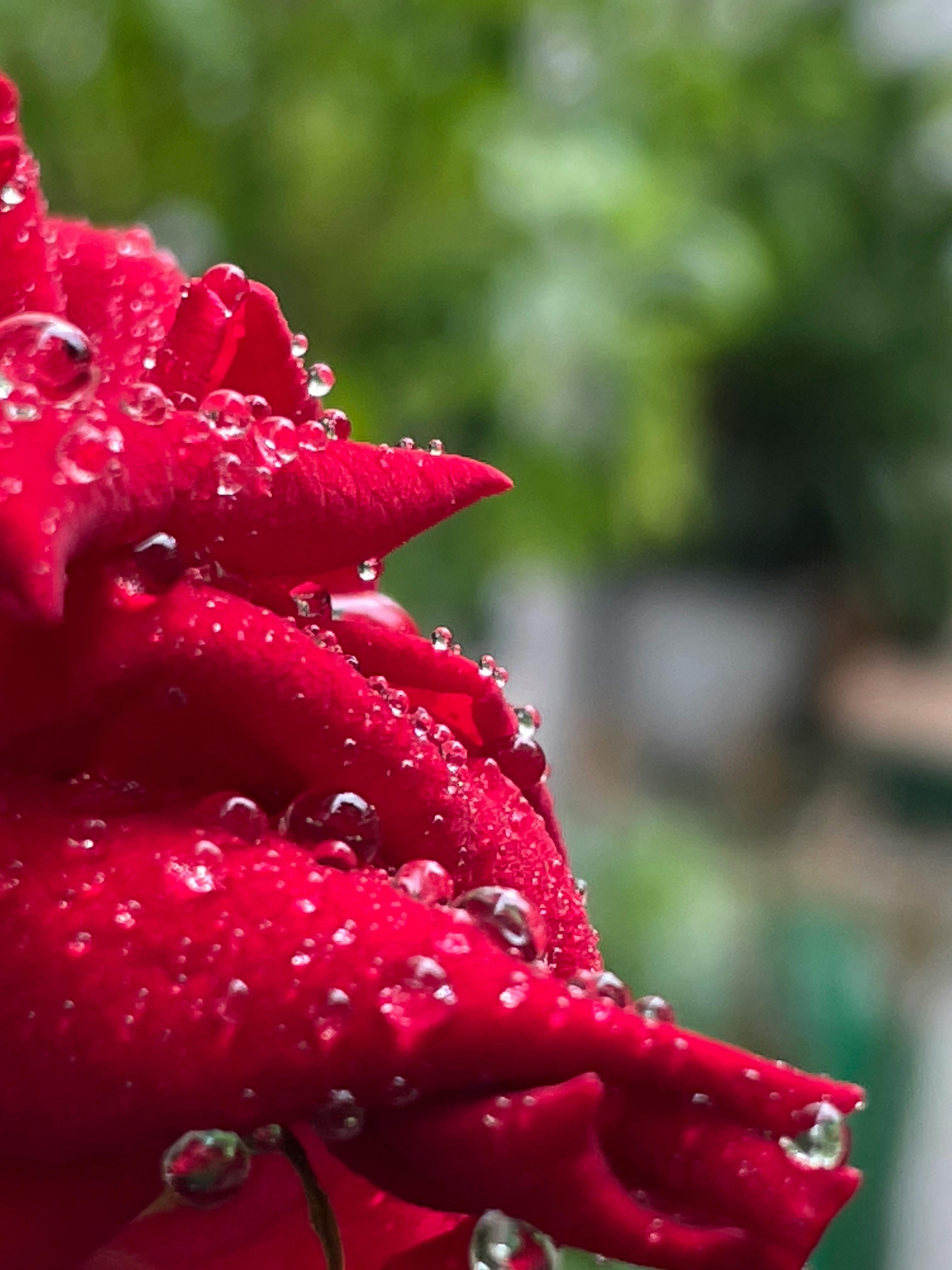 Savitree Chu - Fotografi