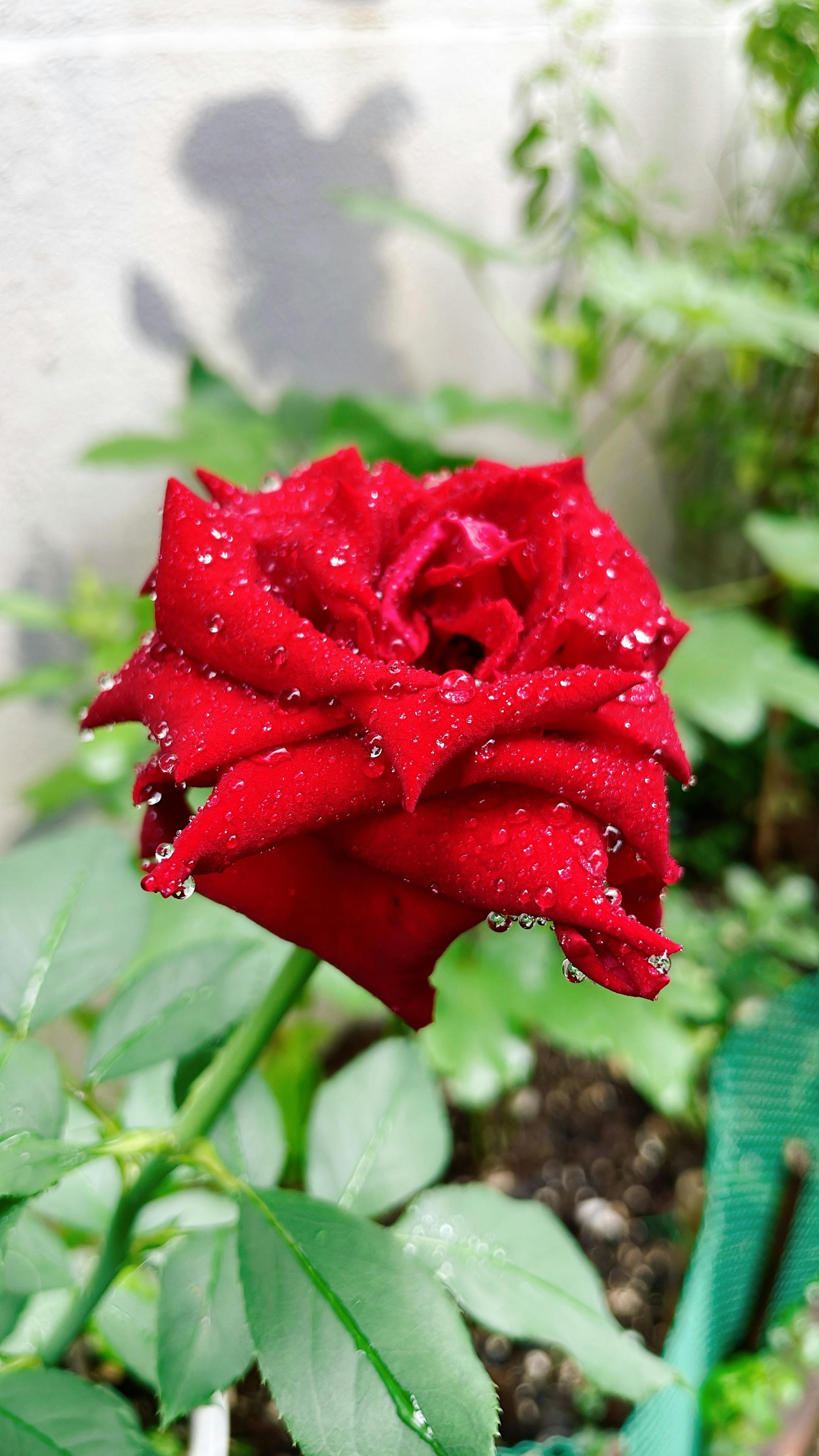 Savitree Chu - Fotografi