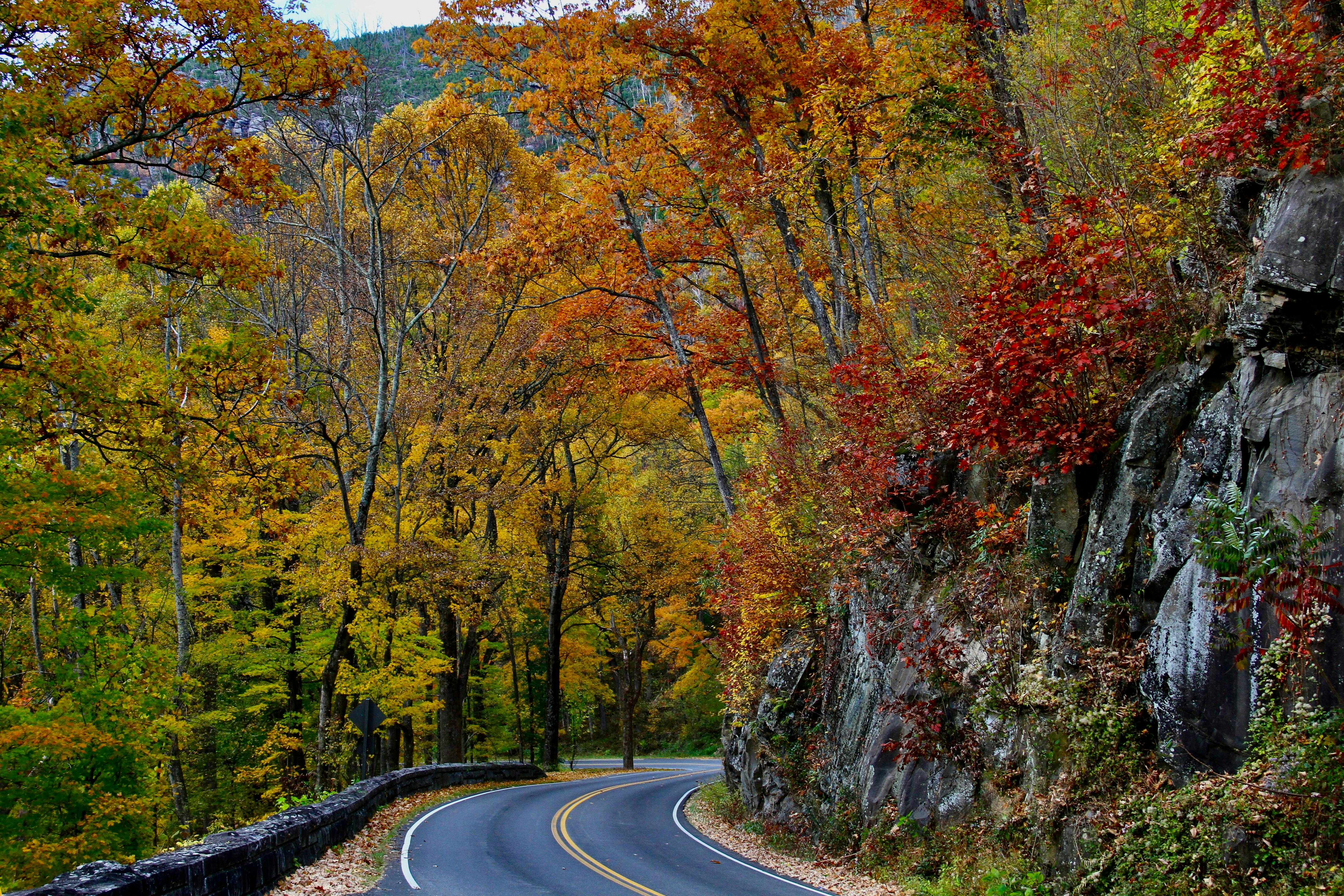 Road in Between Autumn Trees · Free Stock Photo