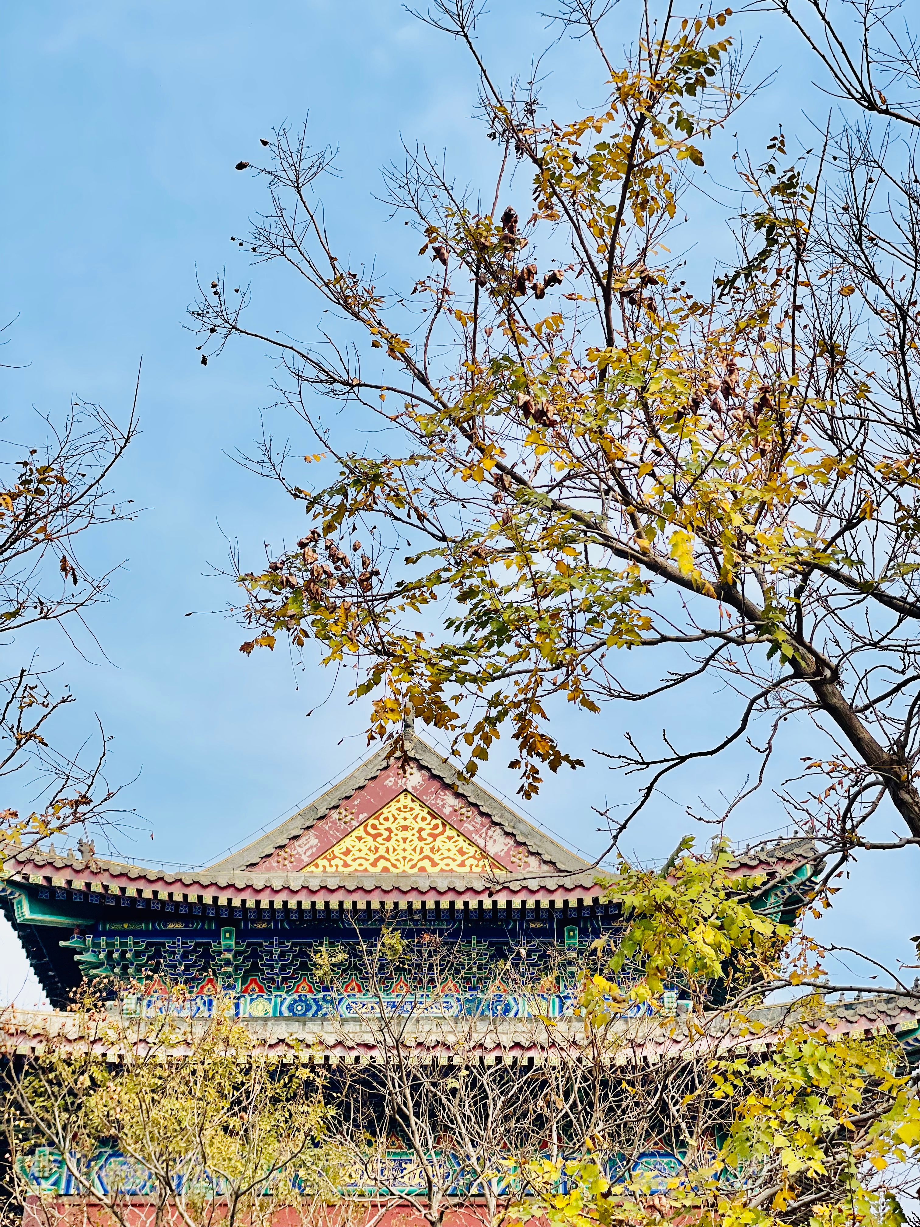 Trees outside a Temple · Free Stock Photo