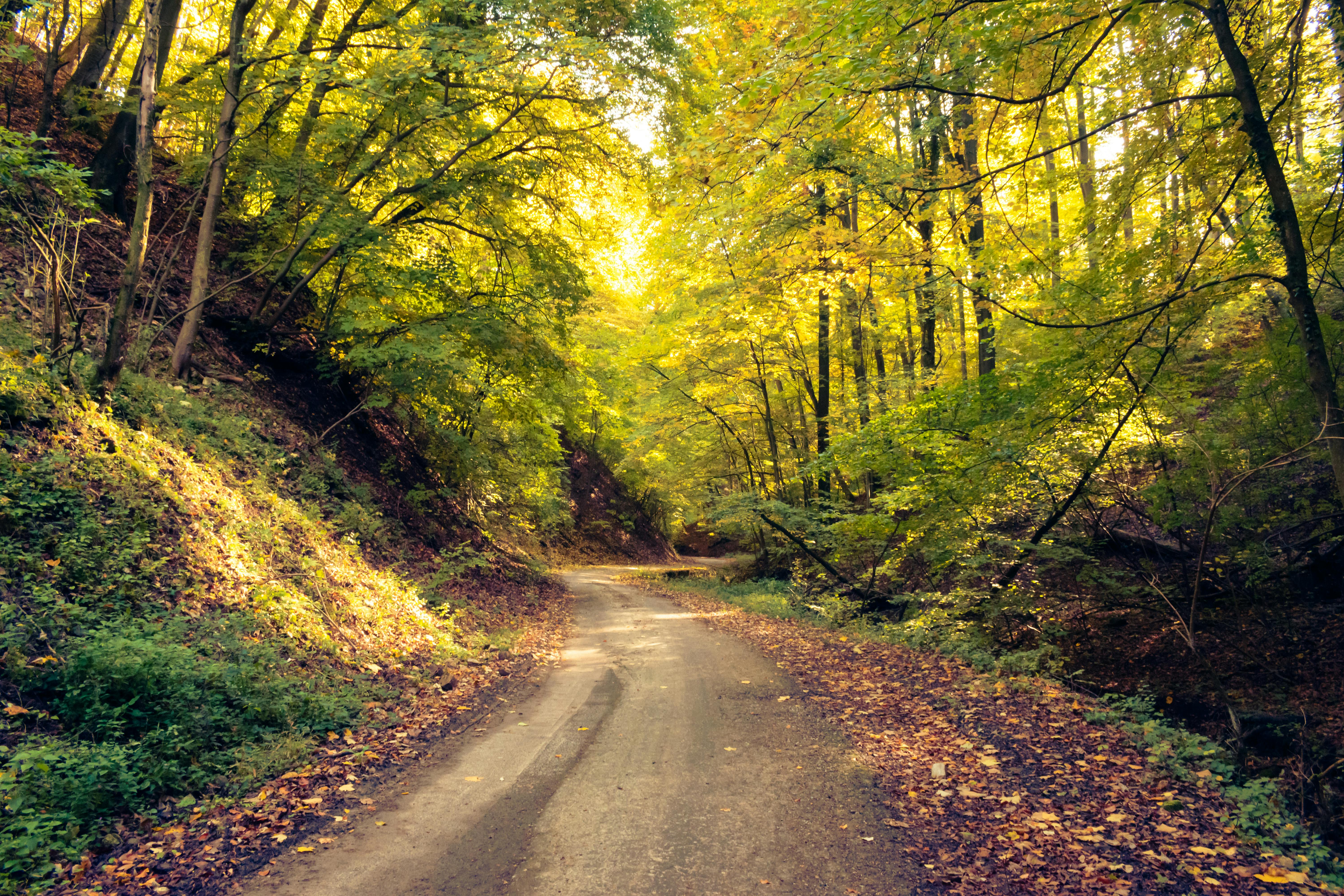 Dirt Road Between Green Trees · Free Stock Photo