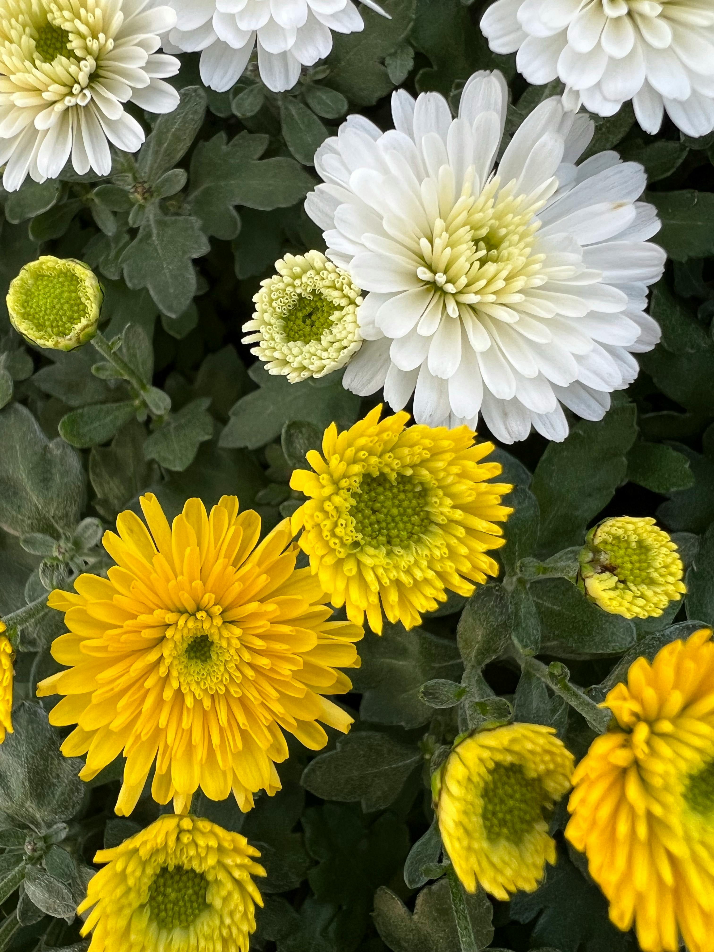 Chrysanthemum Leaves Photos, Download The BEST Free Chrysanthemum ...