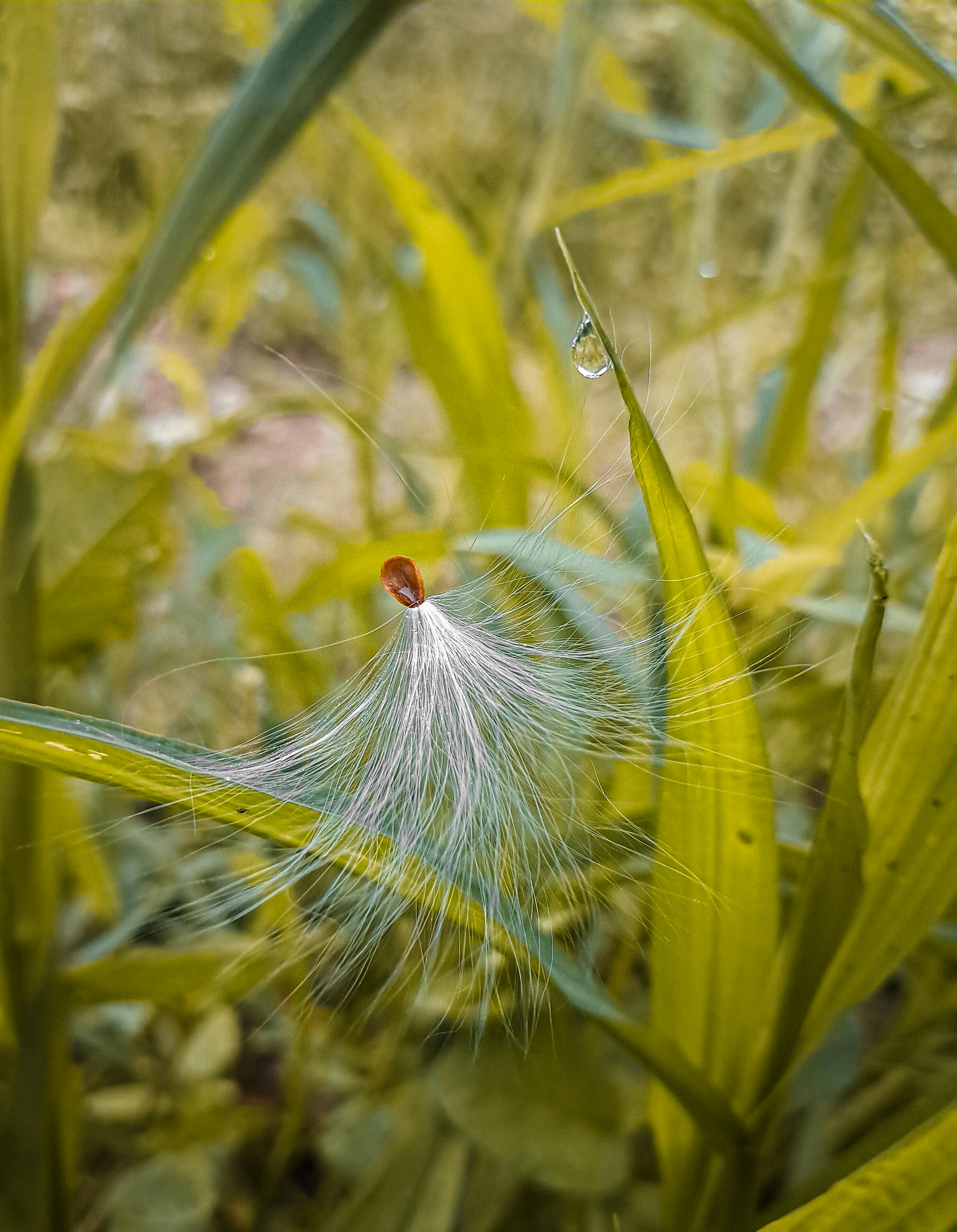 Chrysalis Photos, Download The BEST Free Chrysalis Stock Photos & HD Images