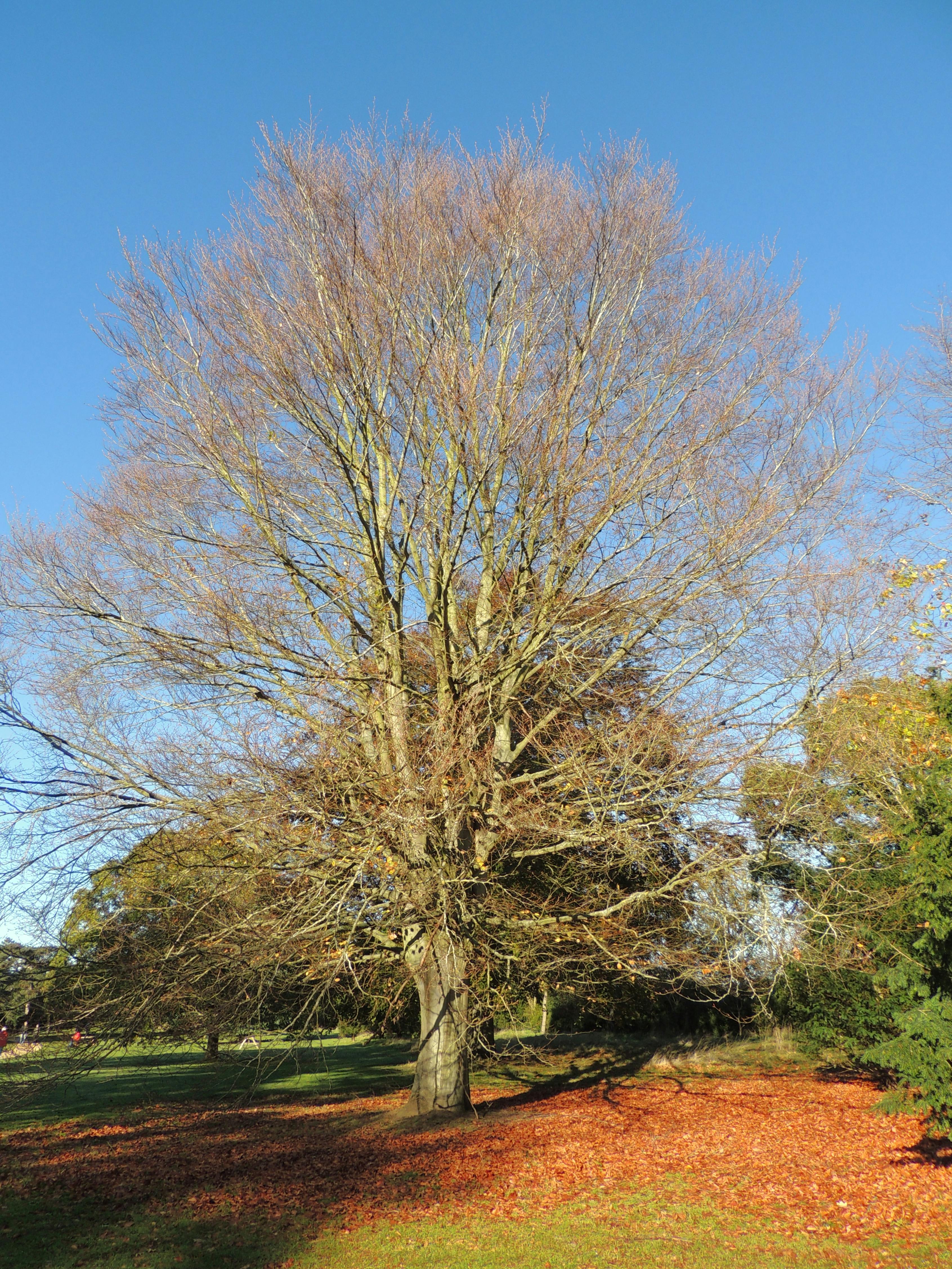 Bare Trees · Free Stock Photo