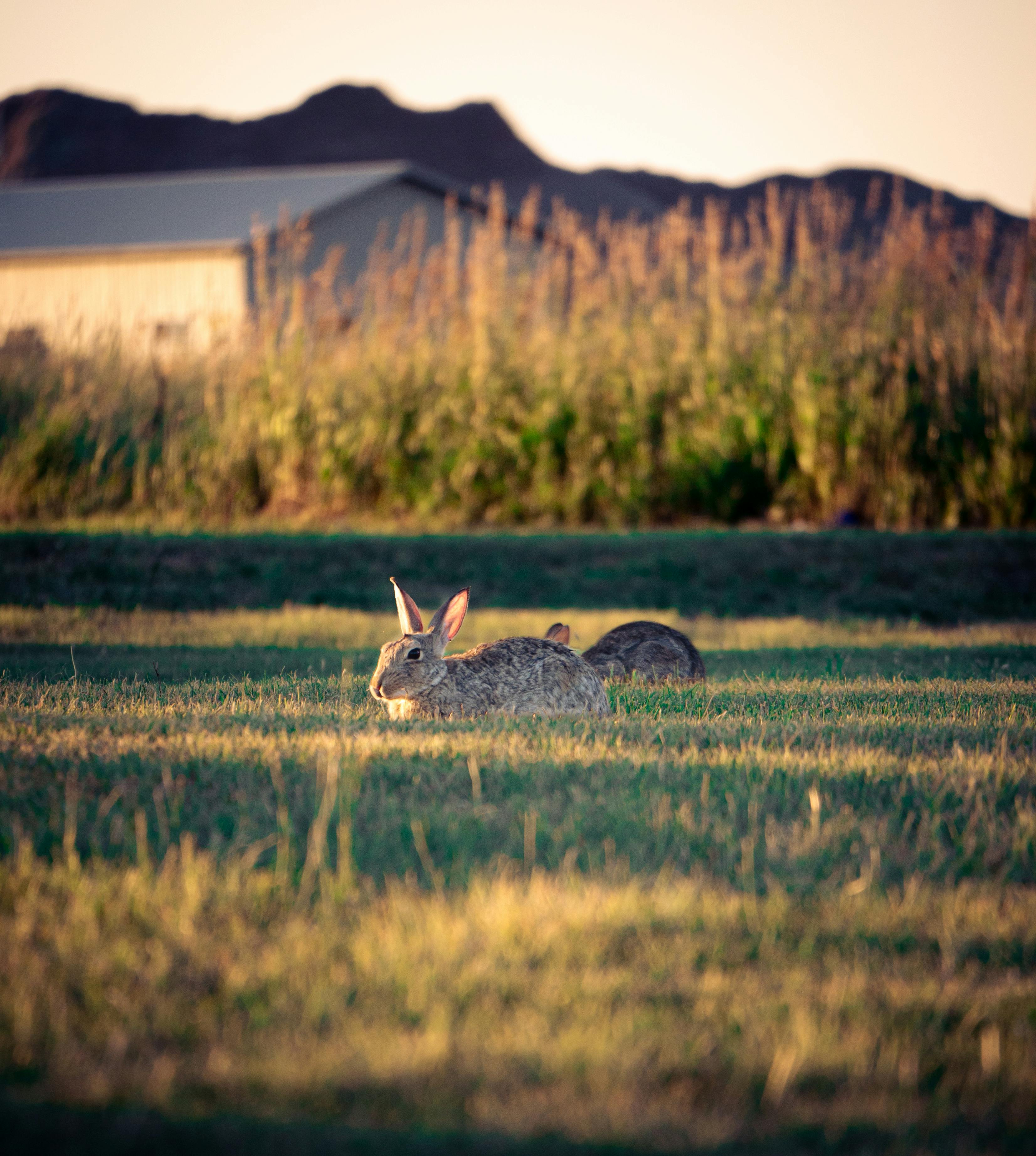 Gray Rabbits in the Pasture · Free Stock Photo