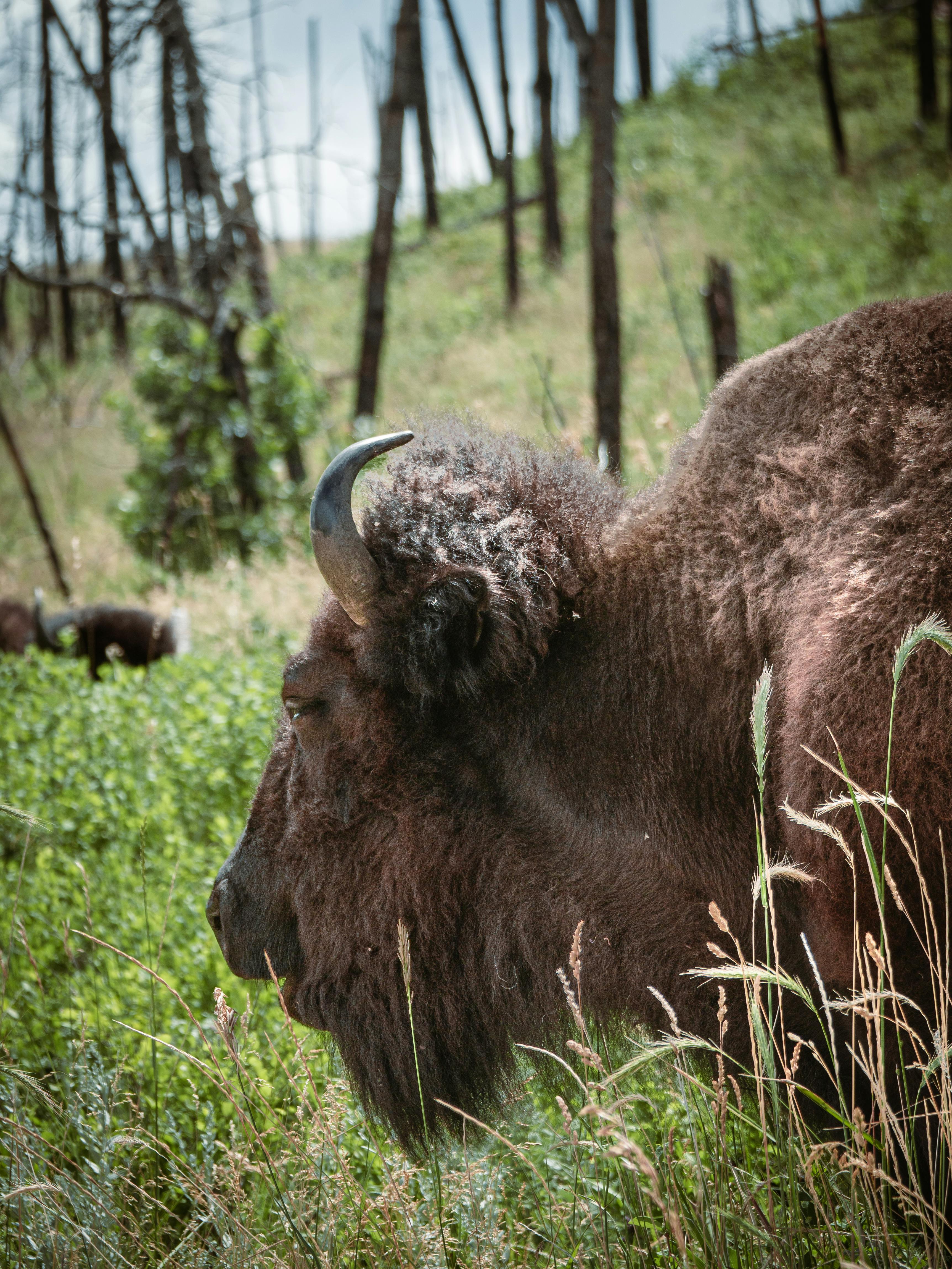 American Bison in a Zoo · Free Stock Photo