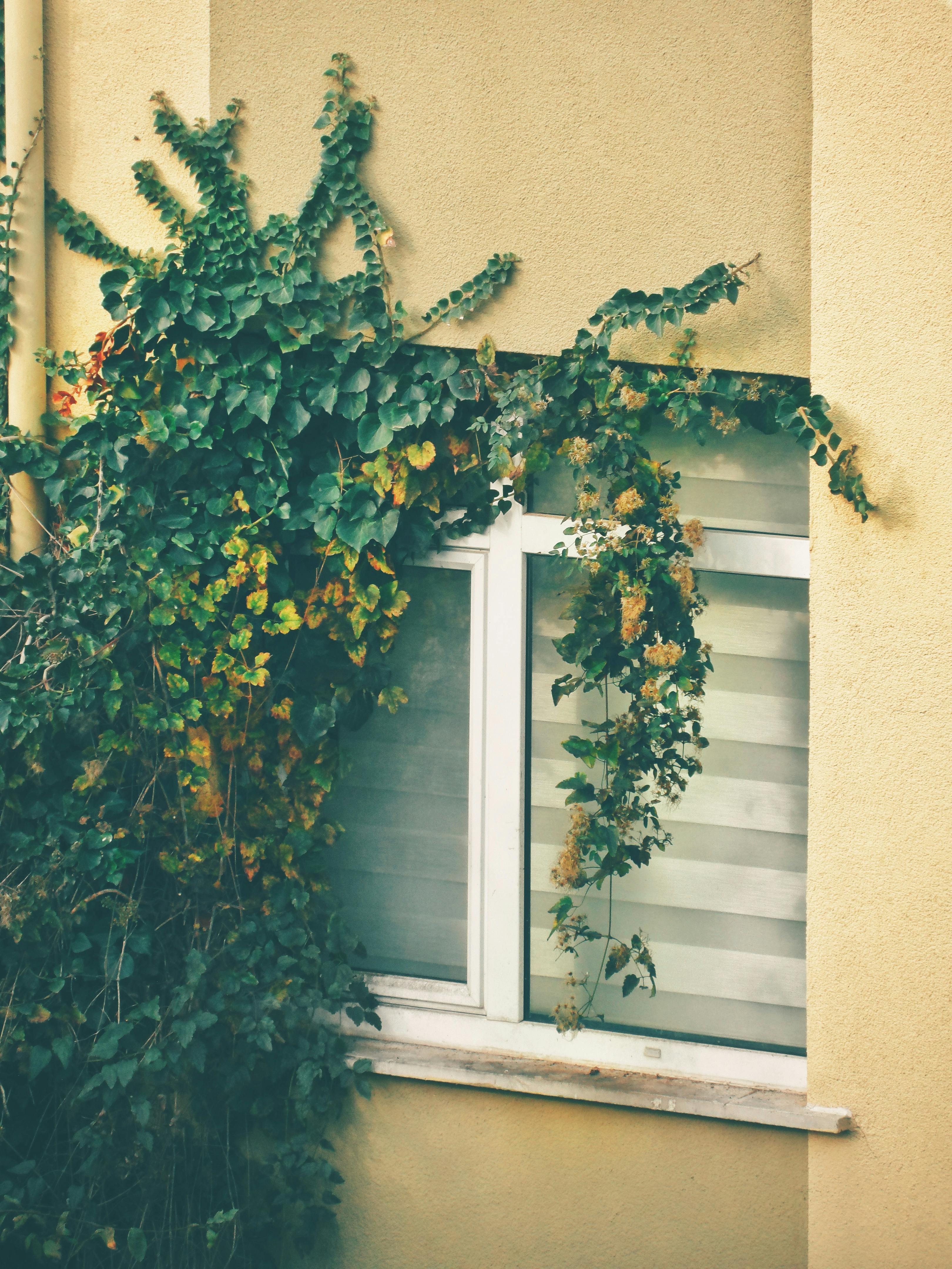 Photo of Window With Vine Plants · Free Stock Photo