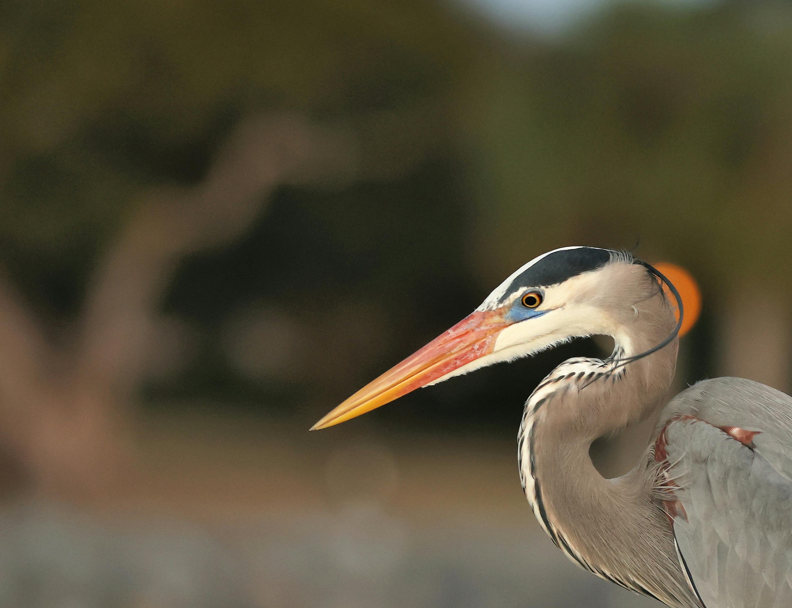 Jim Patrick - 사진