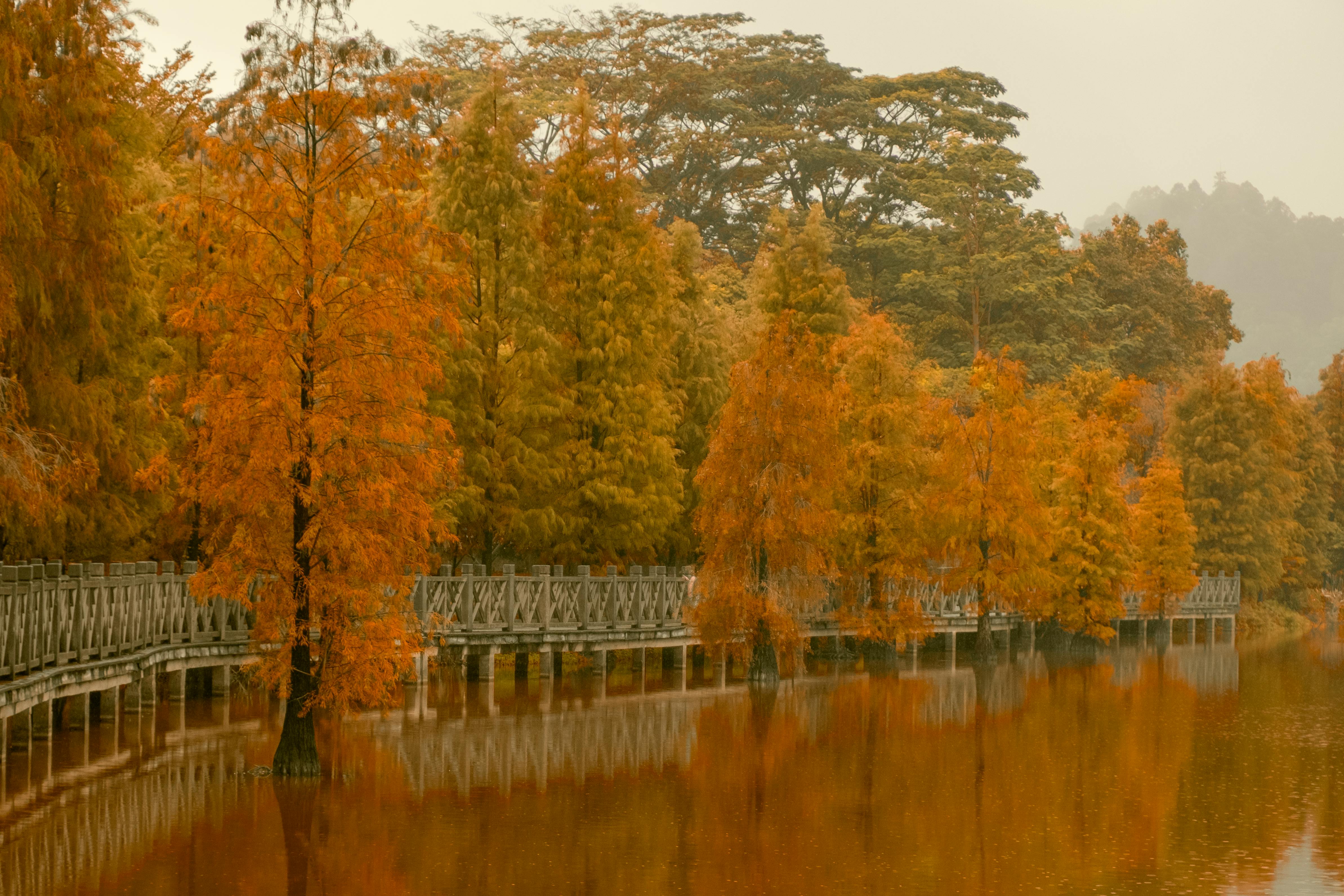 Bridge with a Balustrade, and Autumn Trees Reflecting in the Pond ...