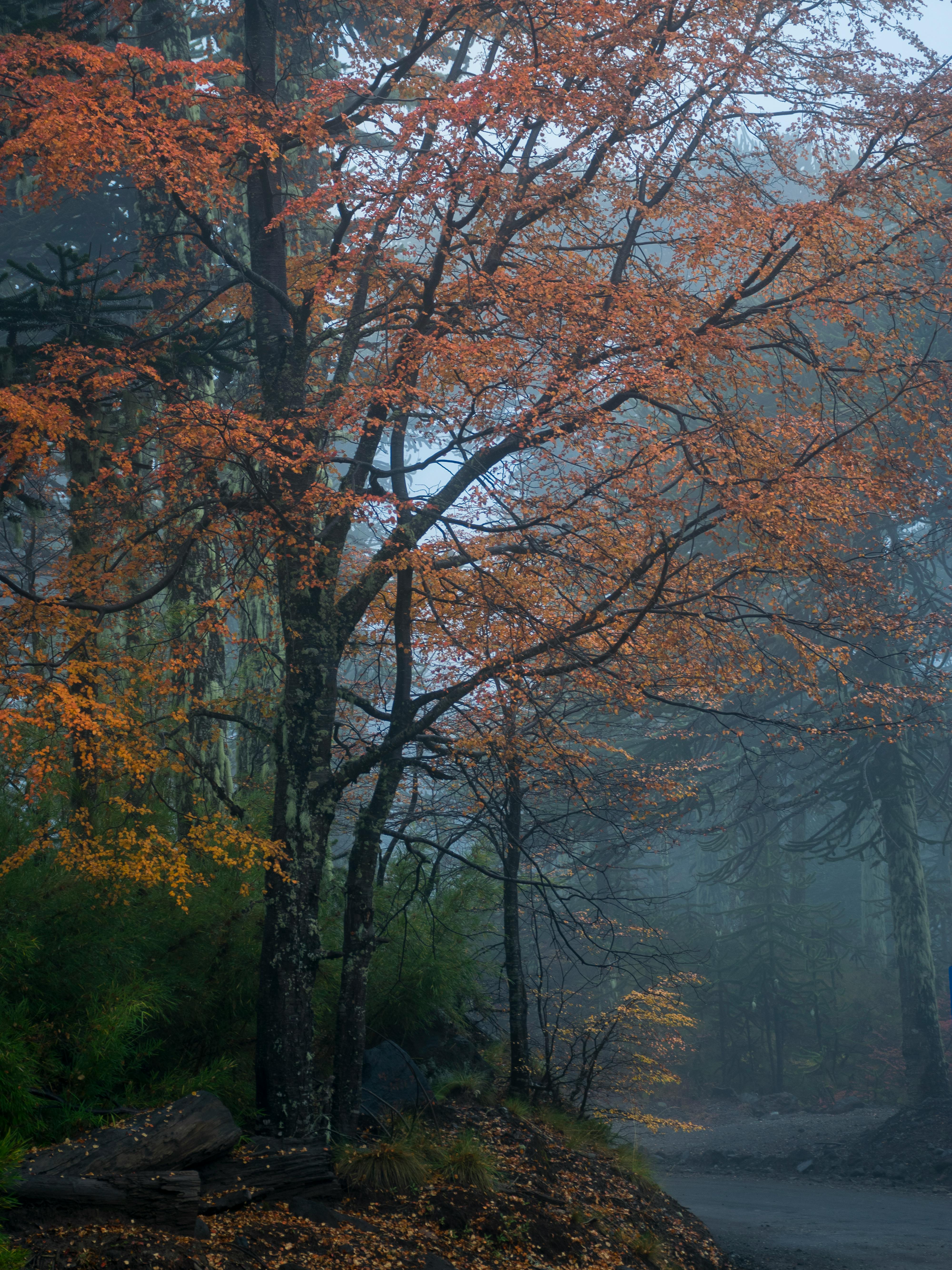 Photo of Autumn Trees · Free Stock Photo