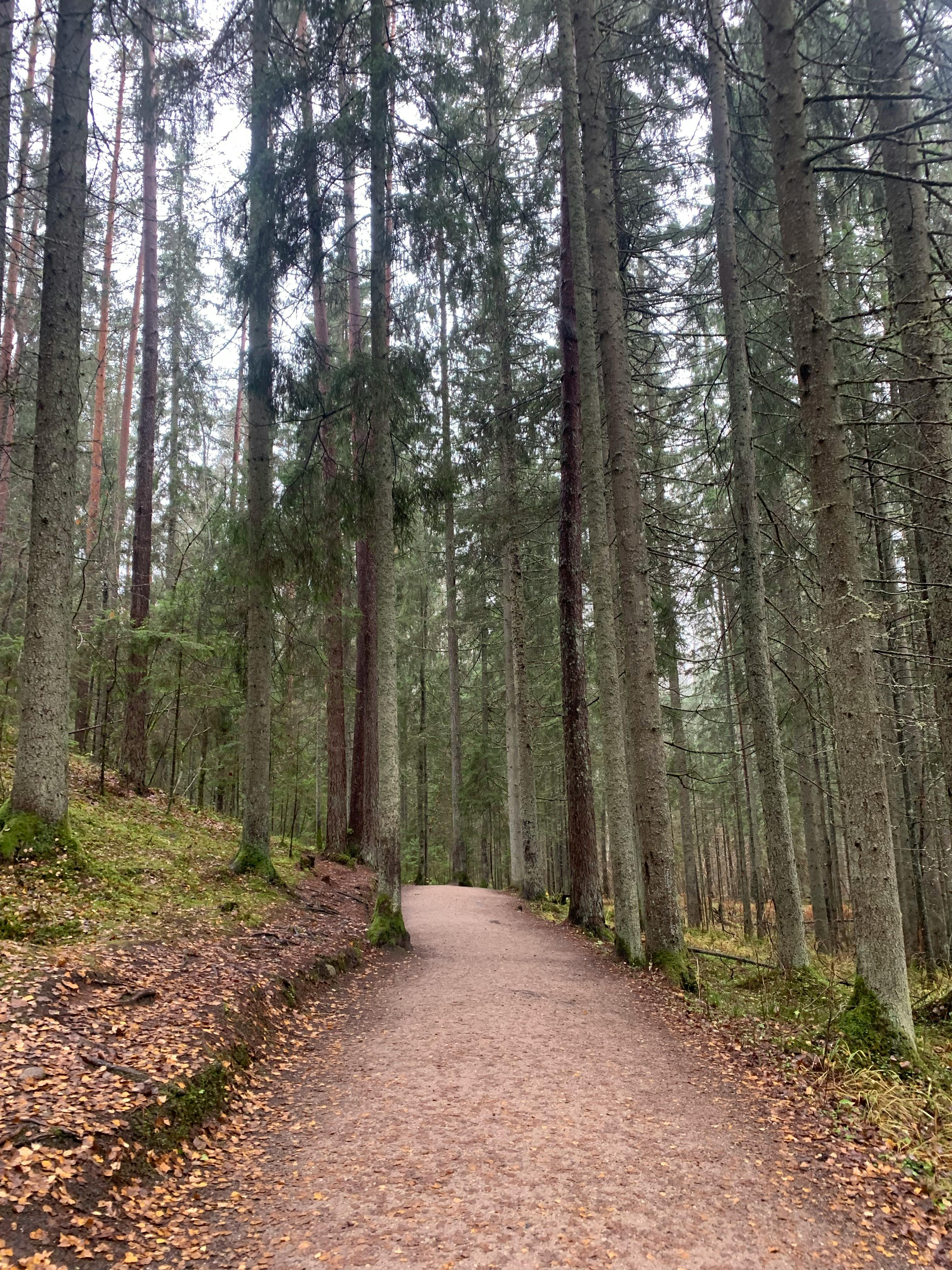 Pathway between Trees in a Forest · Free Stock Photo