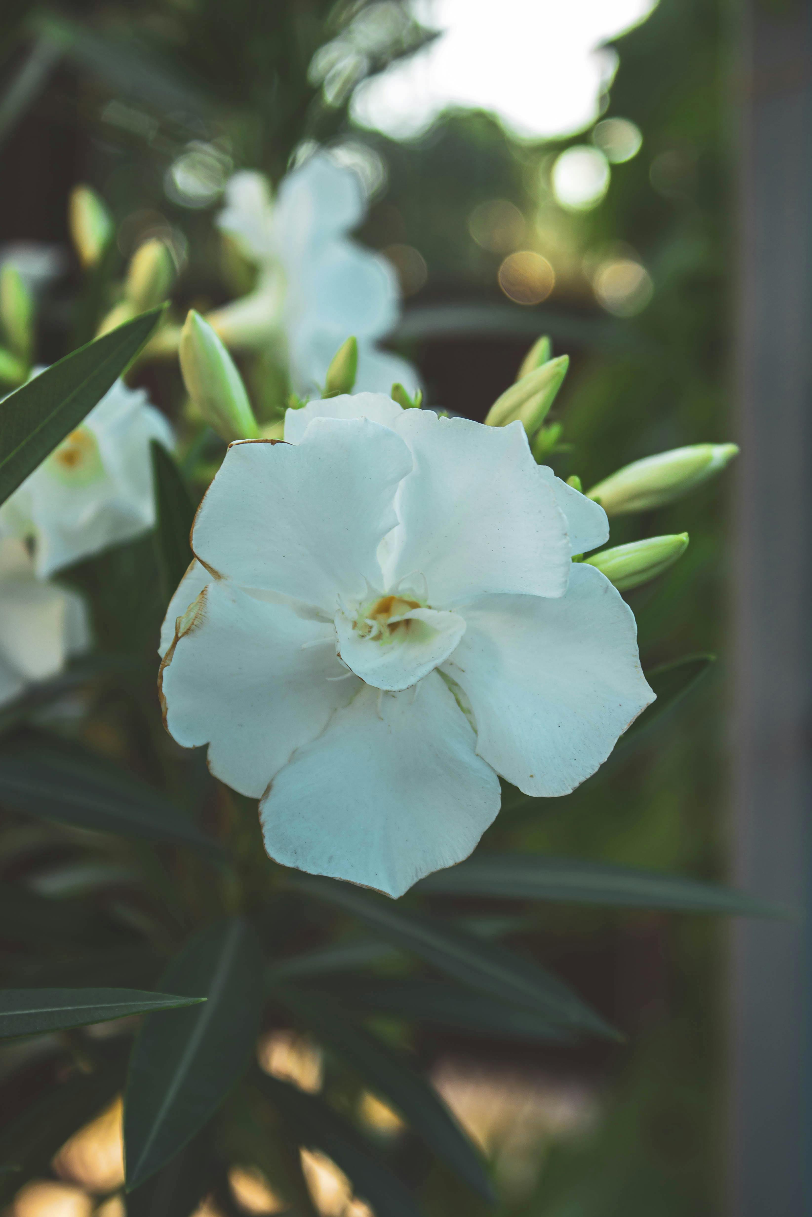 White Oleander Flower with Buds · Free Stock Photo
