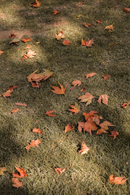 Dry Leaves on Green Grass · Free Stock Photo Dry Leaves on Green Grass · Free Stock Photo