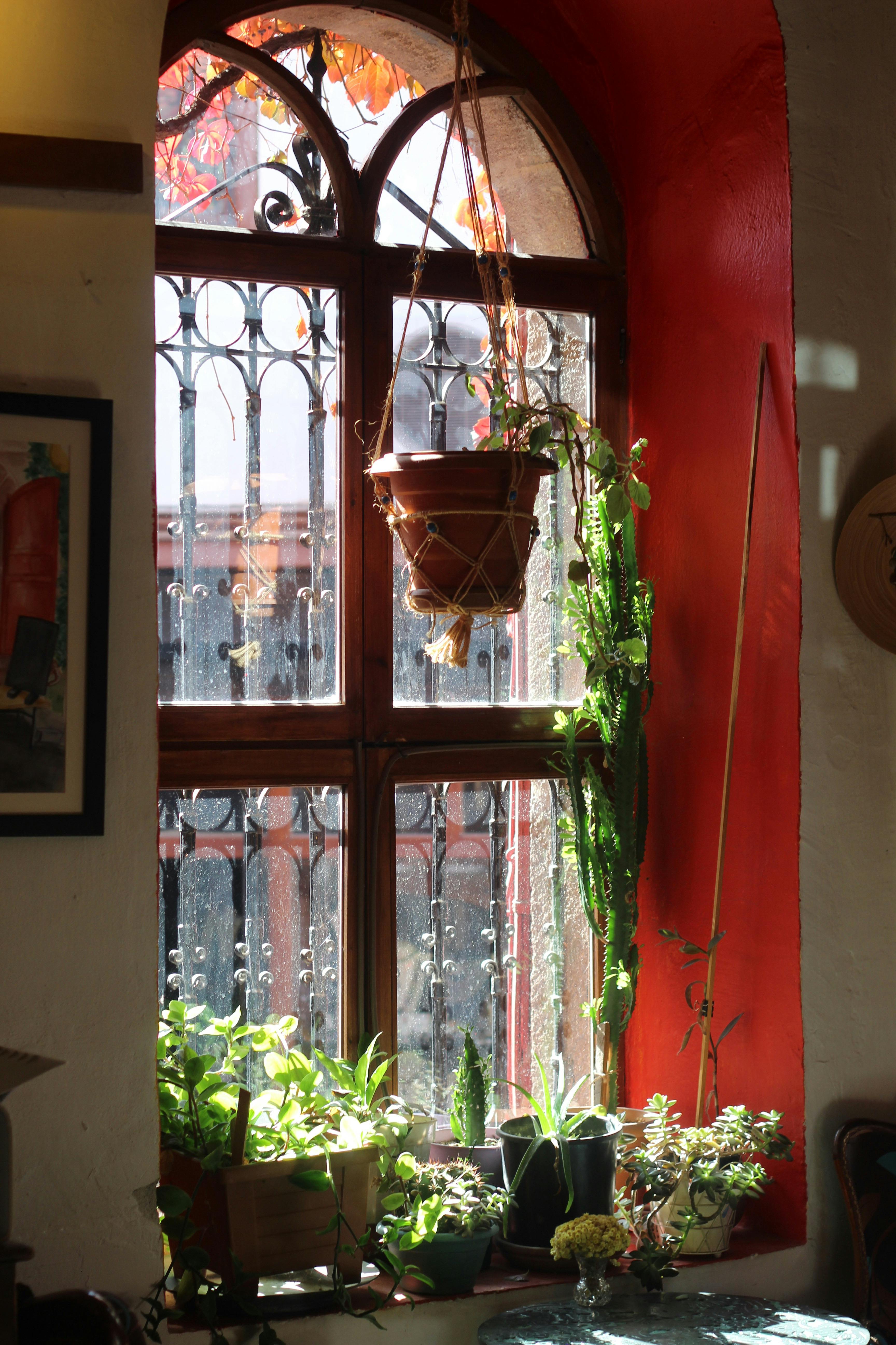 Potted Plants Decorating Arched Window · Free Stock Photo