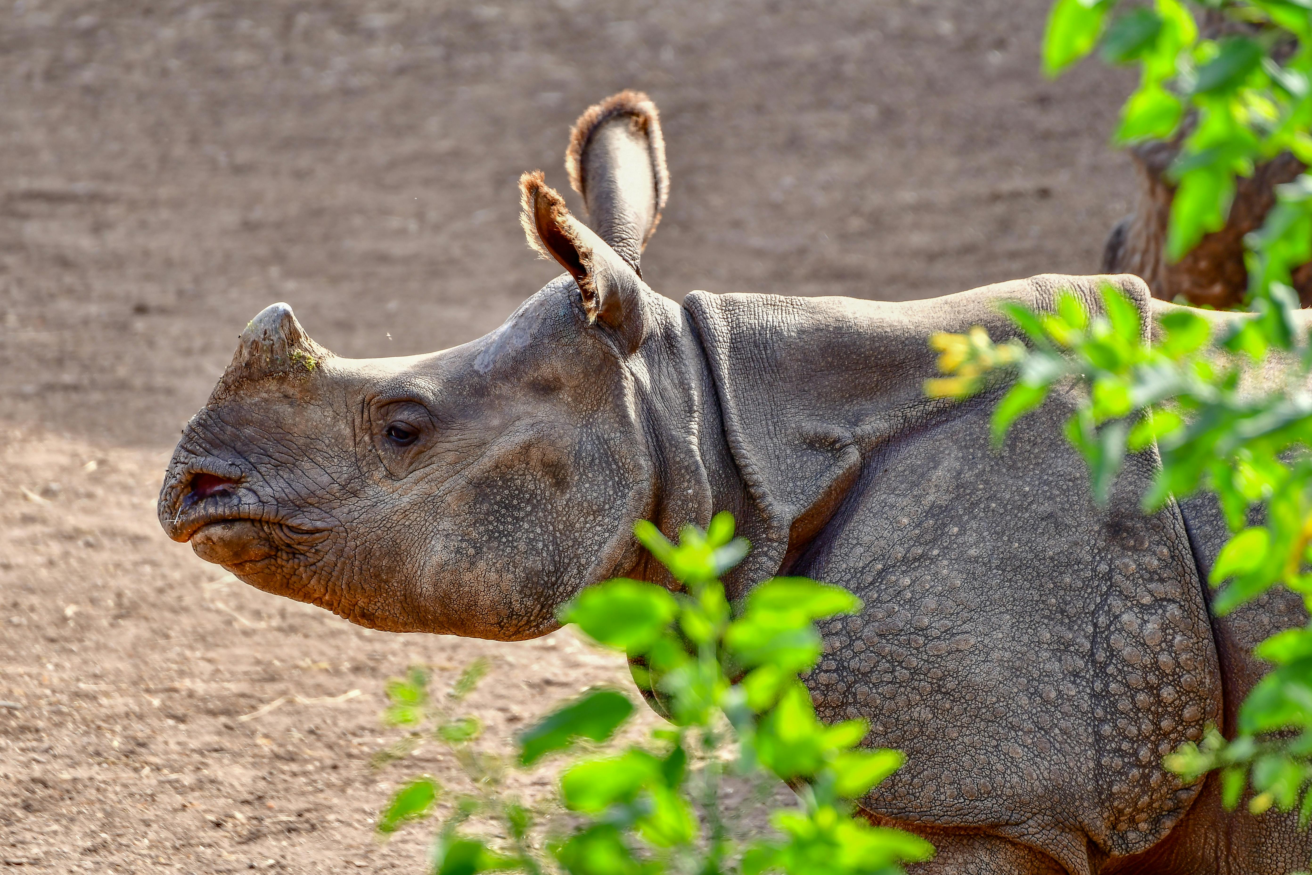 Photograph of a Rhinoceros · Free Stock Photo