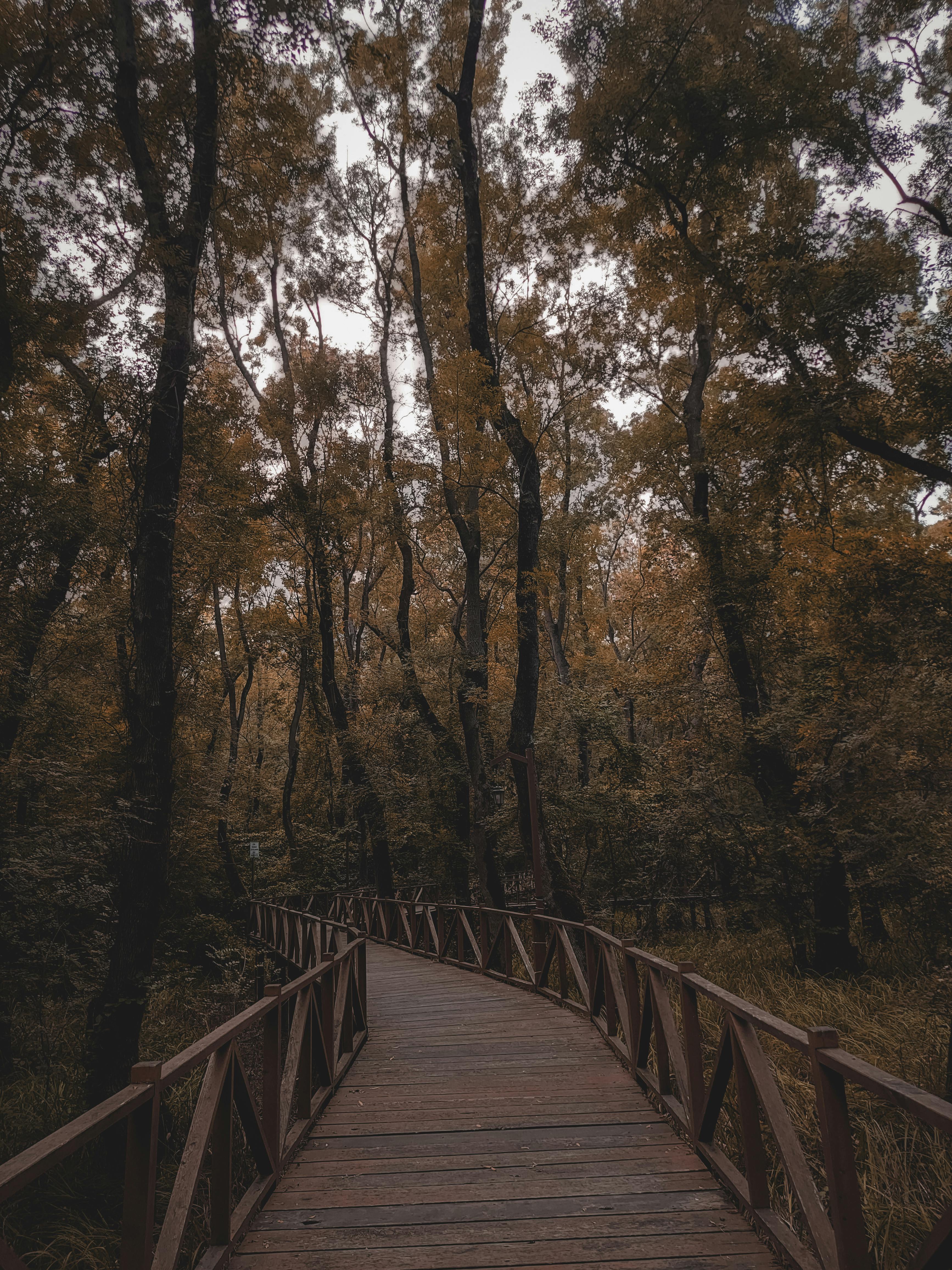 Wooden Bridge Between Trees · Free Stock Photo