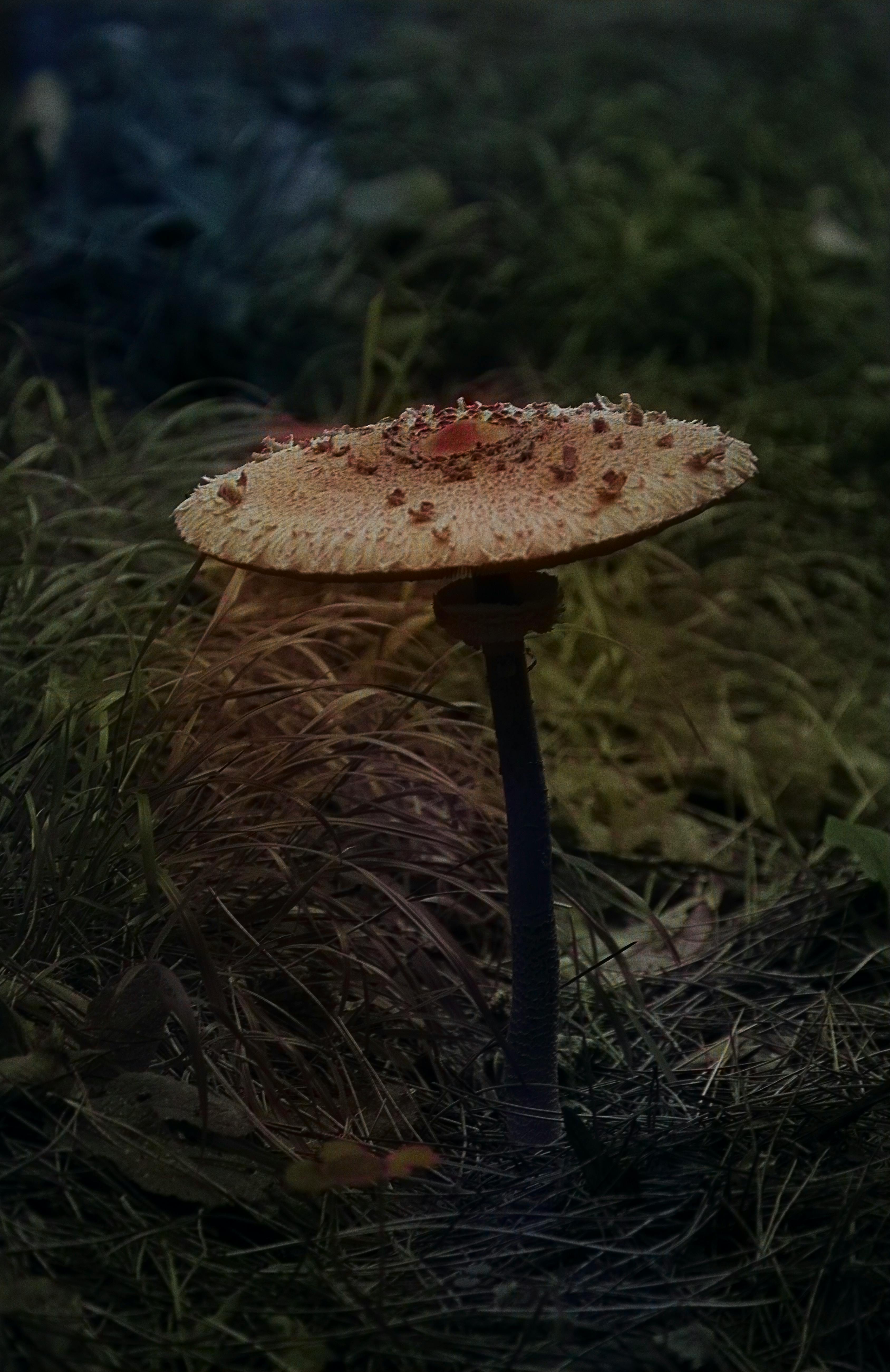 Atatürk Arboretumu 9 Photos & Videos Collected by Ozden Ozpehlivan