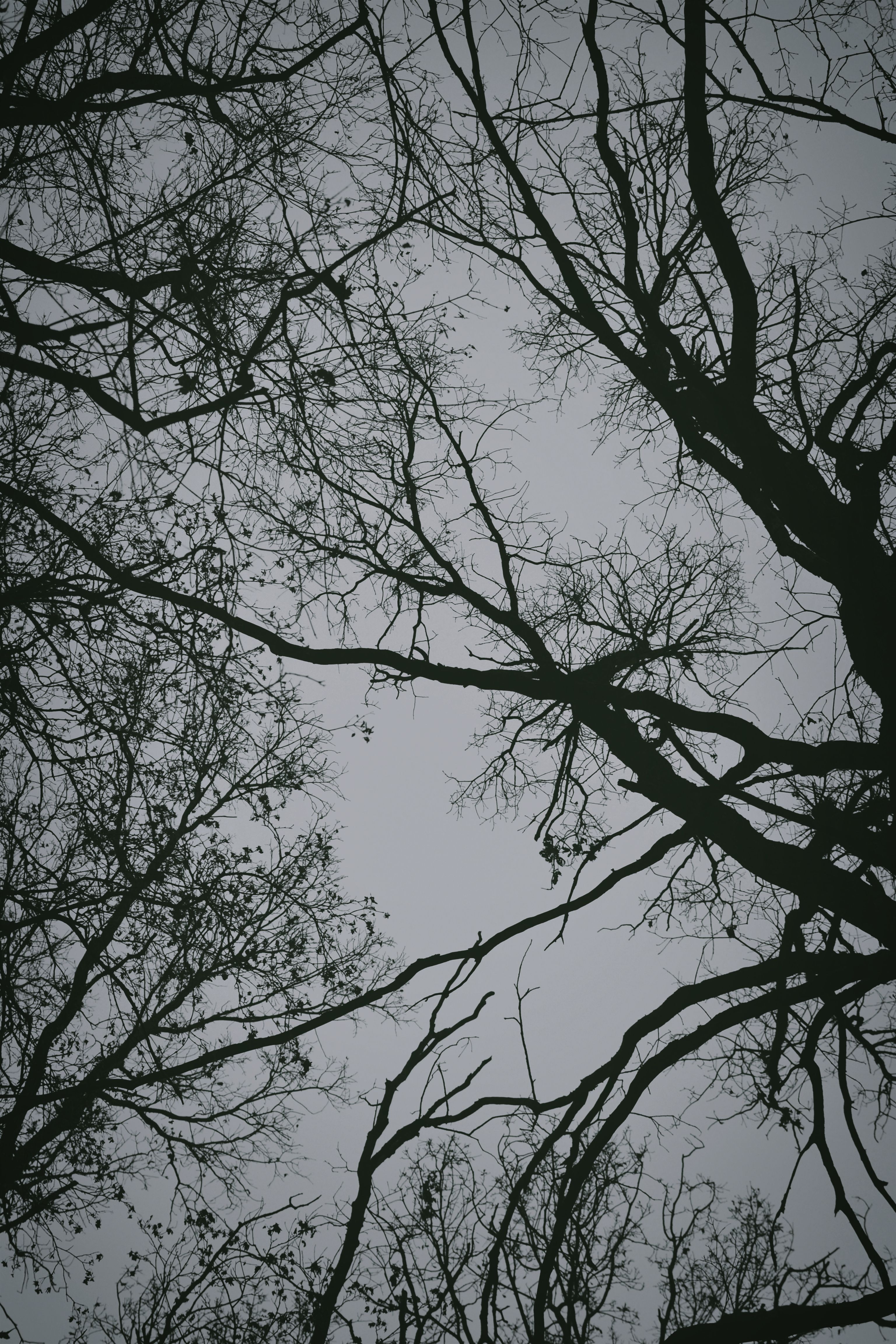 Tree with Barren Branches · Free Stock Photo