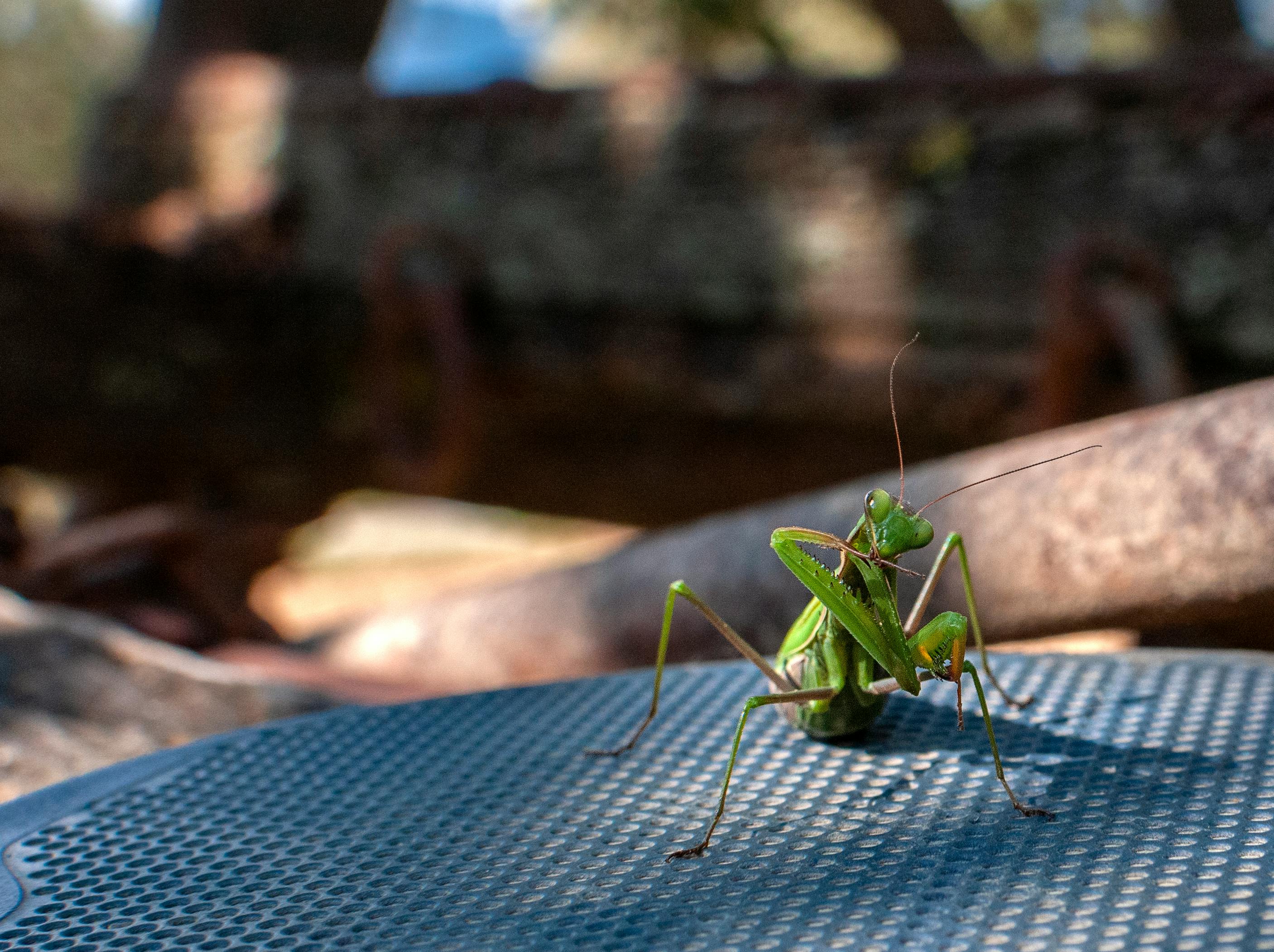 Close Up Photo of Praying Mantis · Free Stock Photo