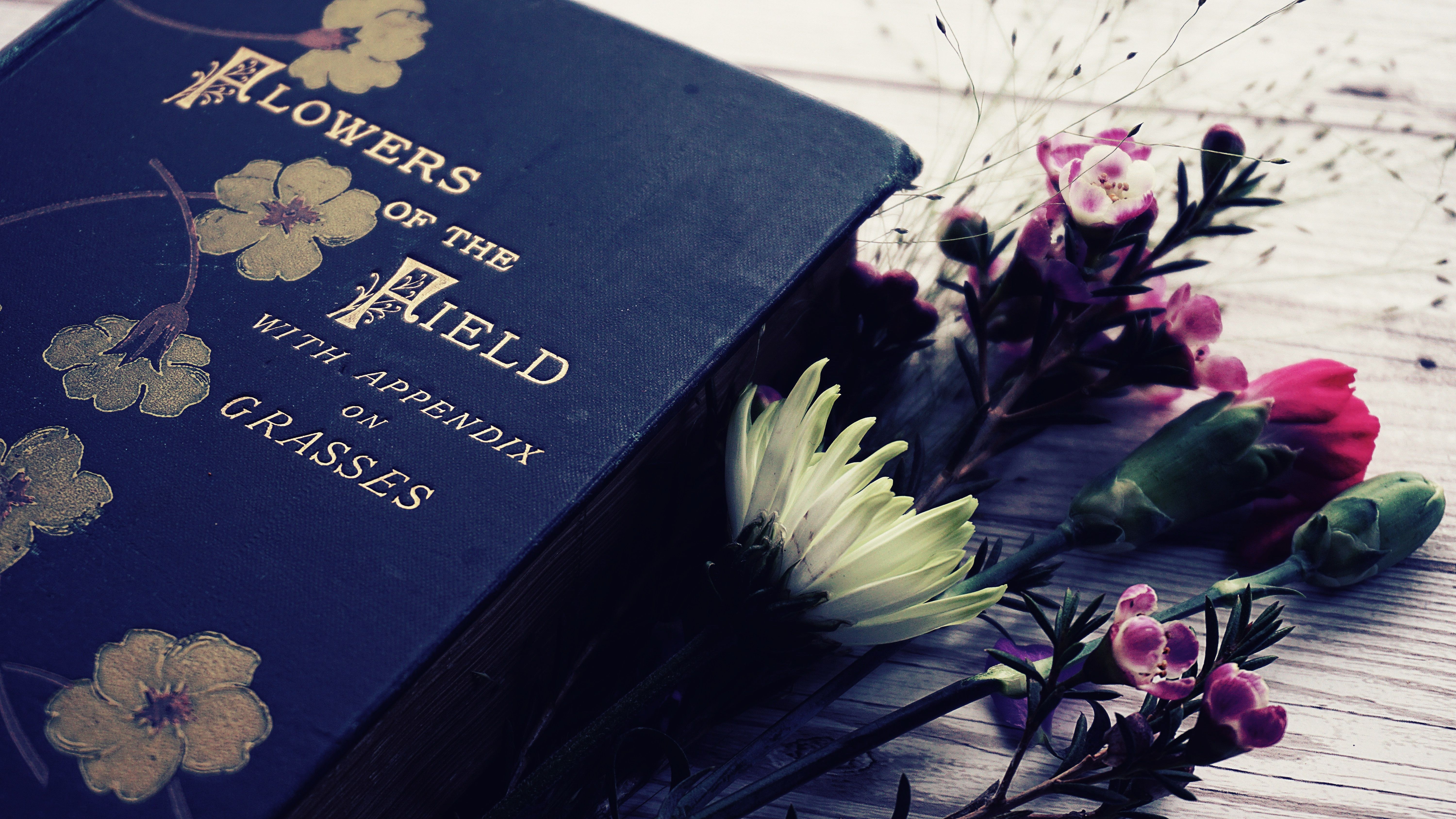 Free stock photo of books, flowers, nature