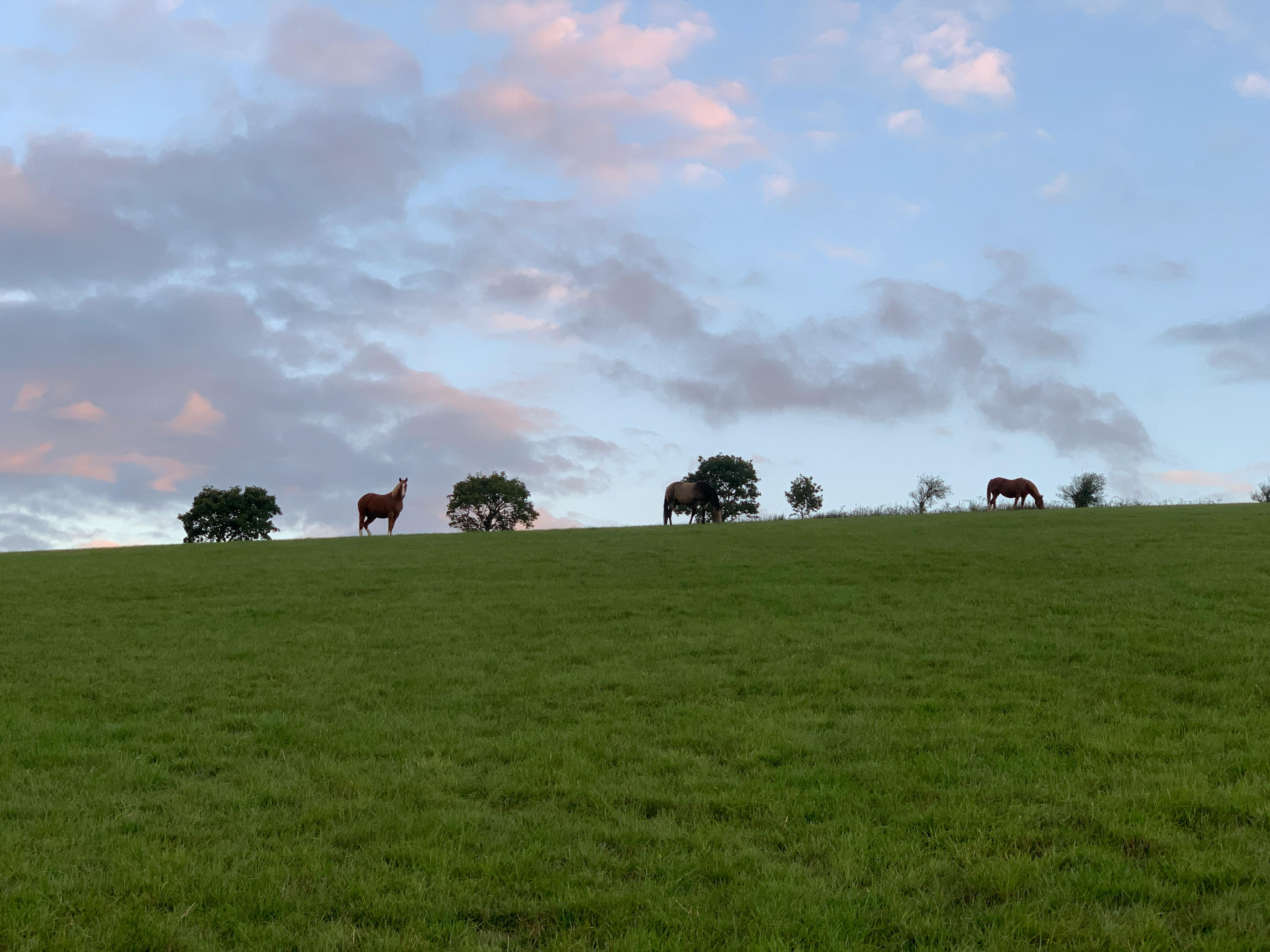 Flora N Fauna 25 Photos & Videos Collected by Stephen Girling