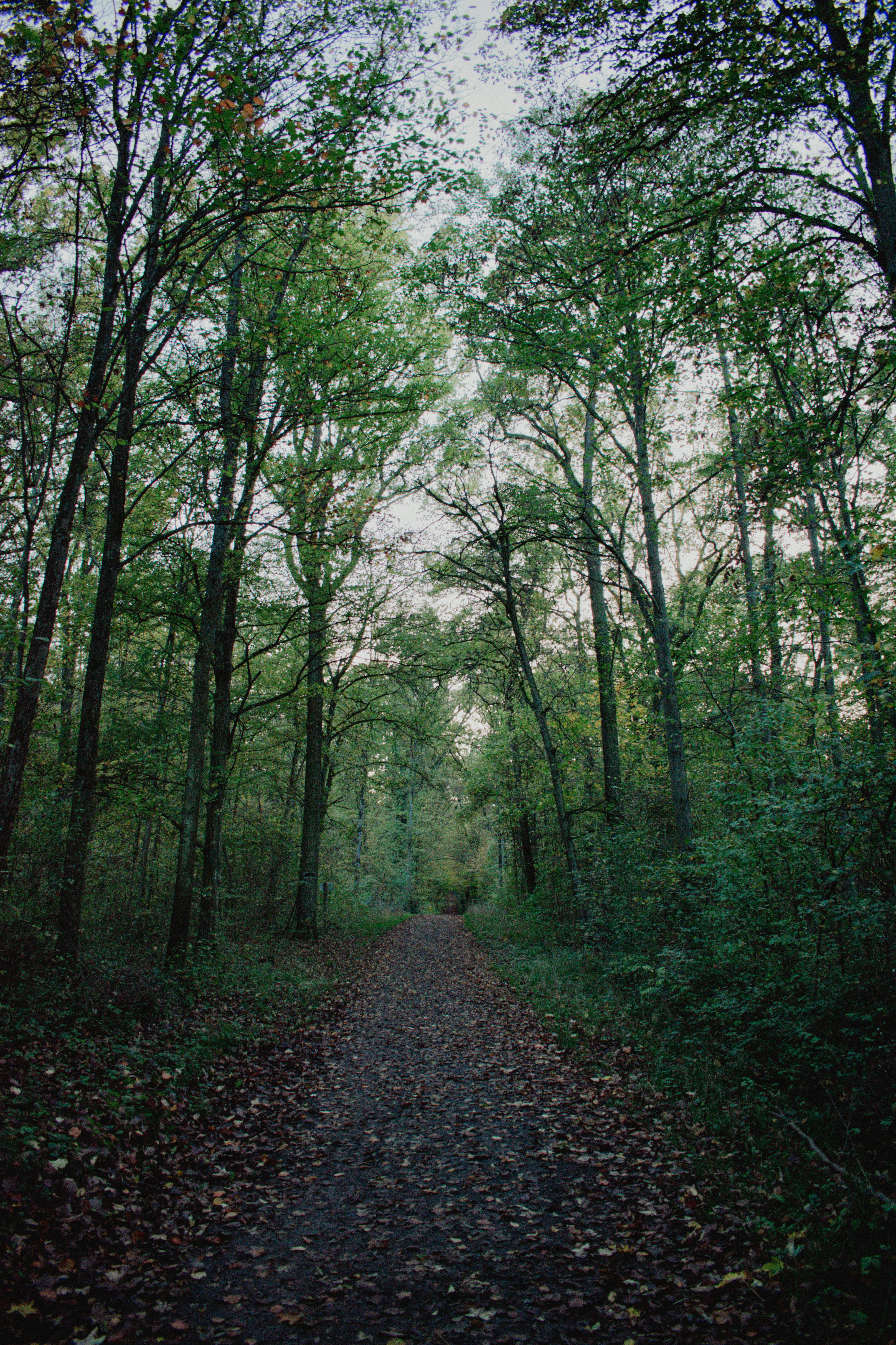 Path in Between Trees · Free Stock Photo