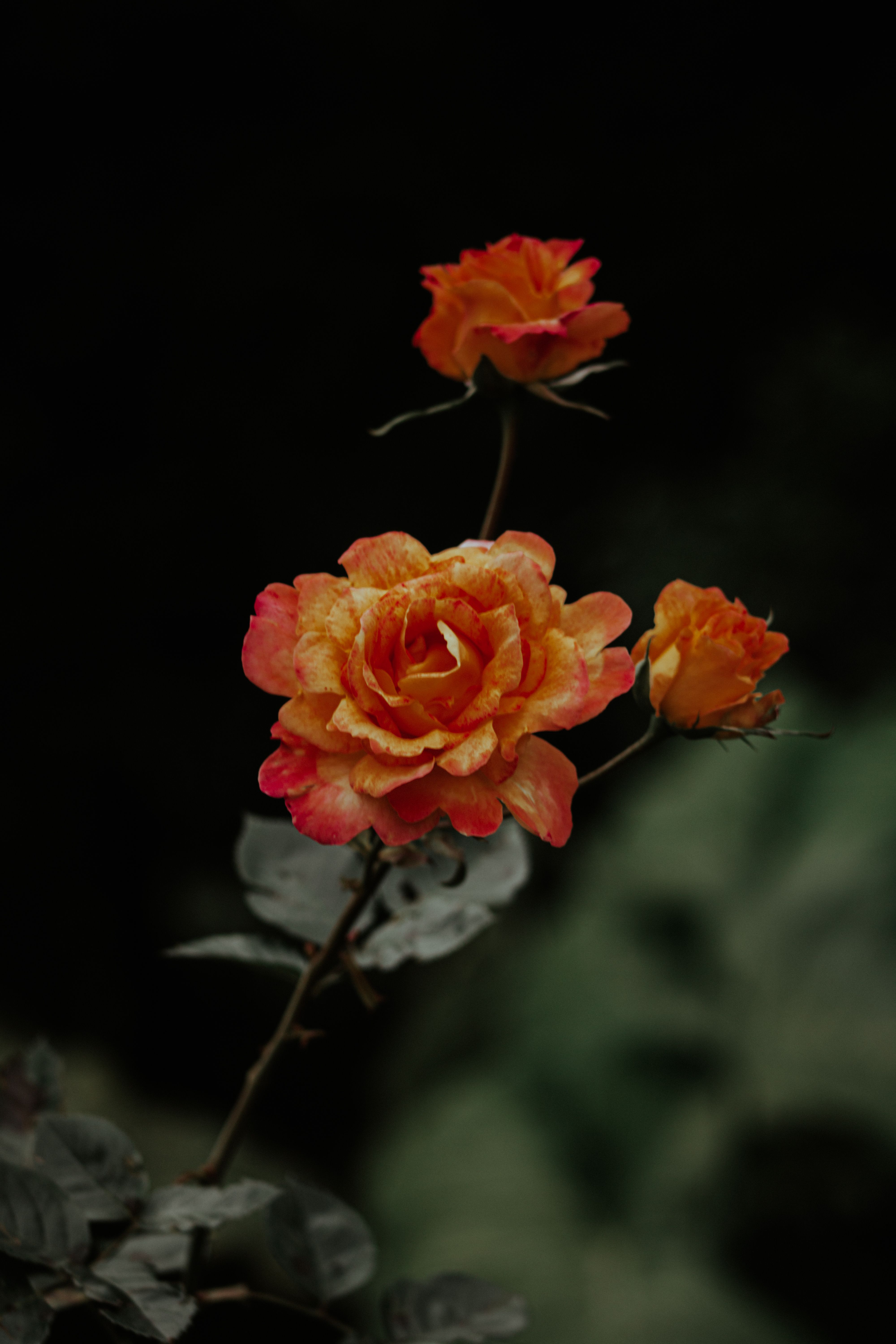 Orange China Rose Flowers in Tilt Shift Lens · Free Stock Photo