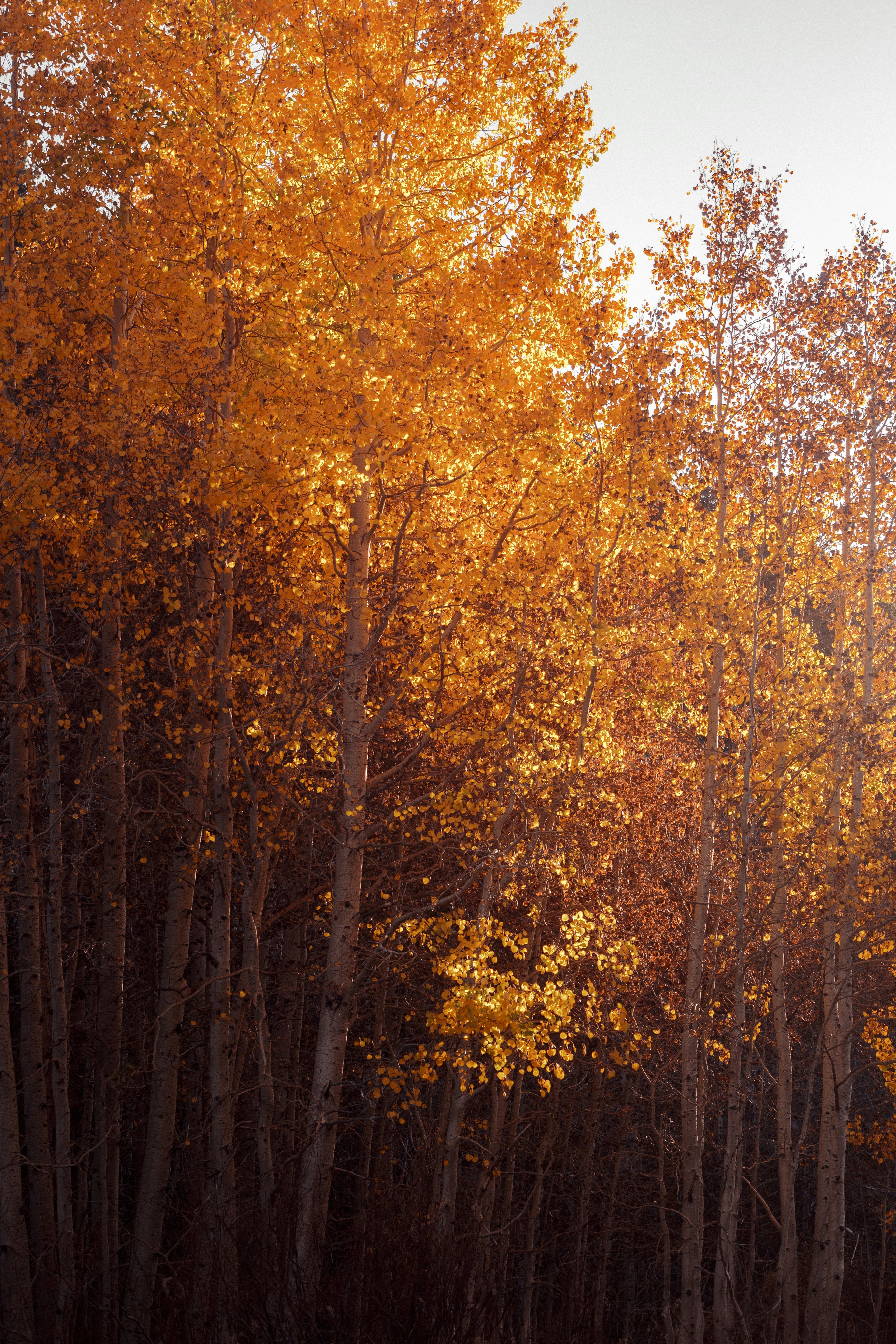 Forest Trees with Orange Leaves · Free Stock Photo
