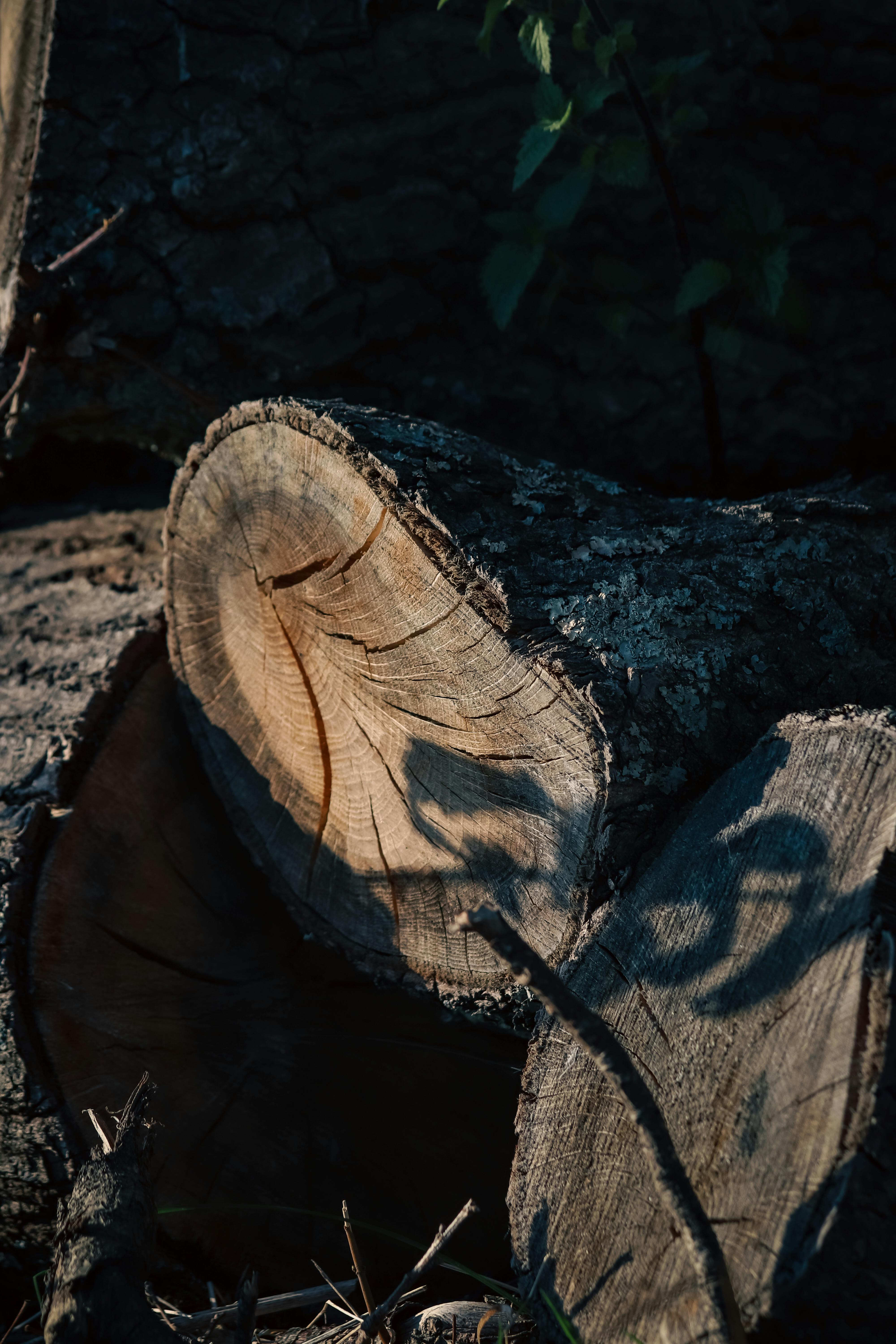 Chopped Tree Trunk · Free Stock Photo
