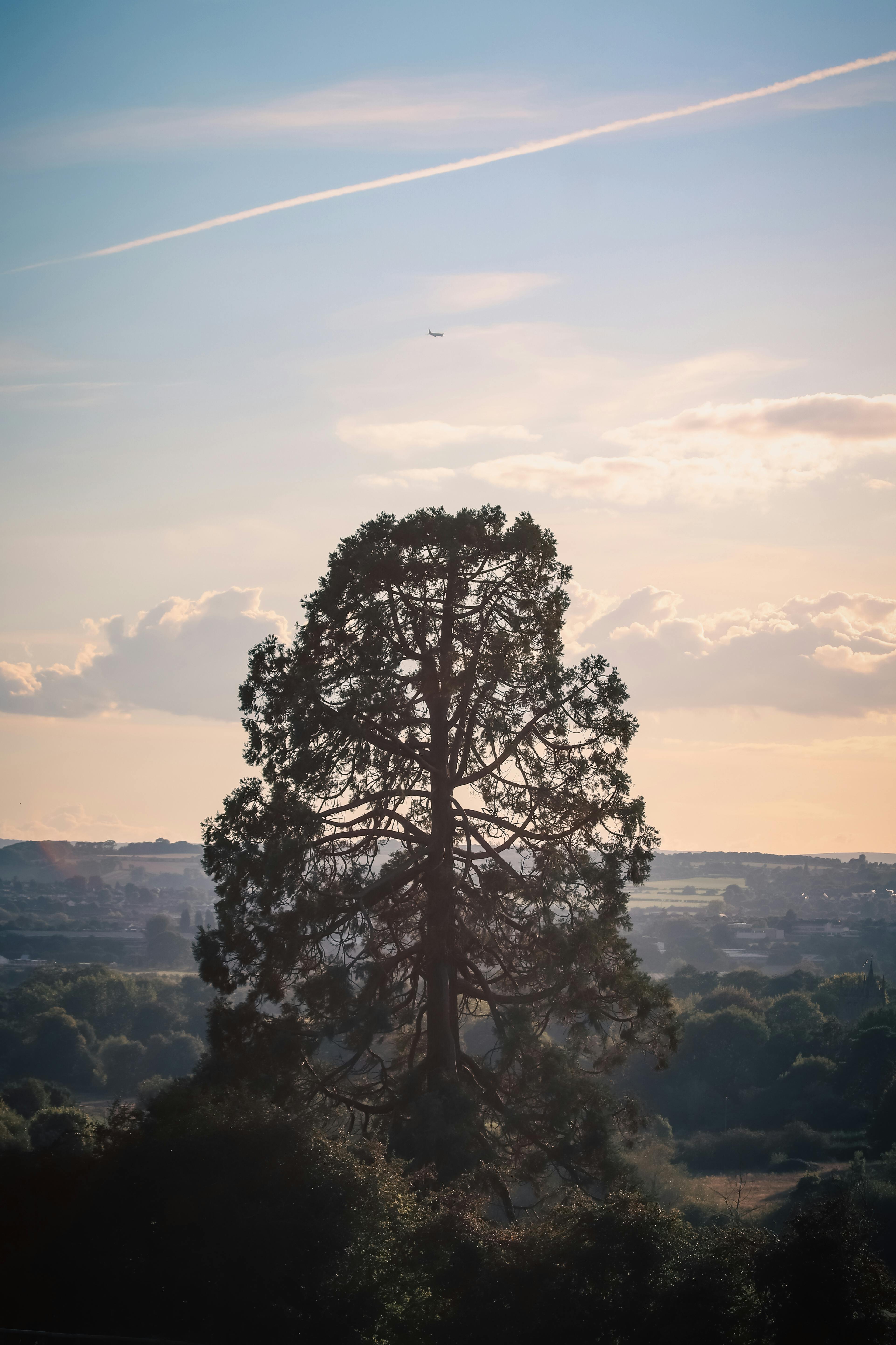 Single Tall Tree in the Forest · Free Stock Photo