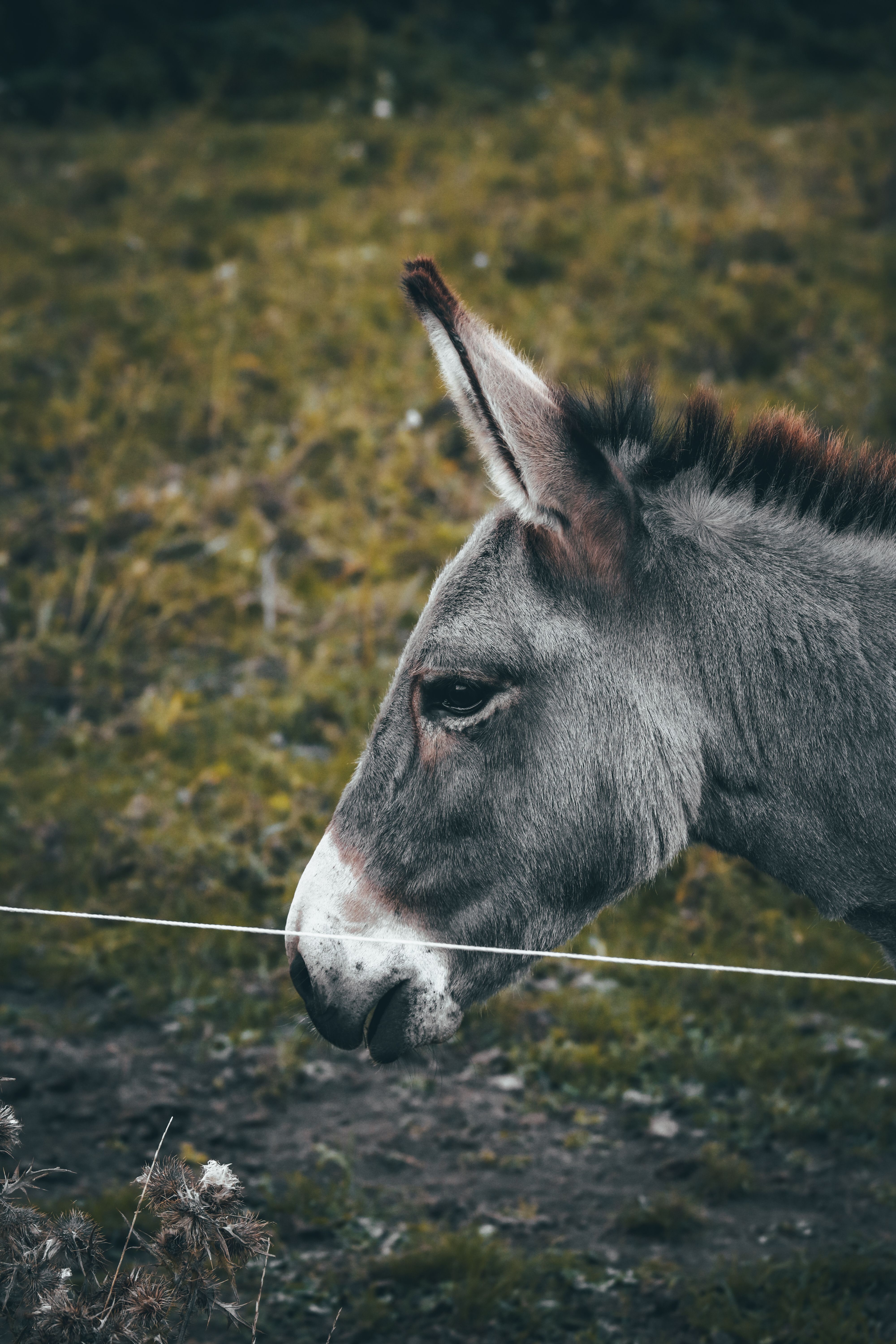 Close-up Photo of a Donkey's Head · Free Stock Photo