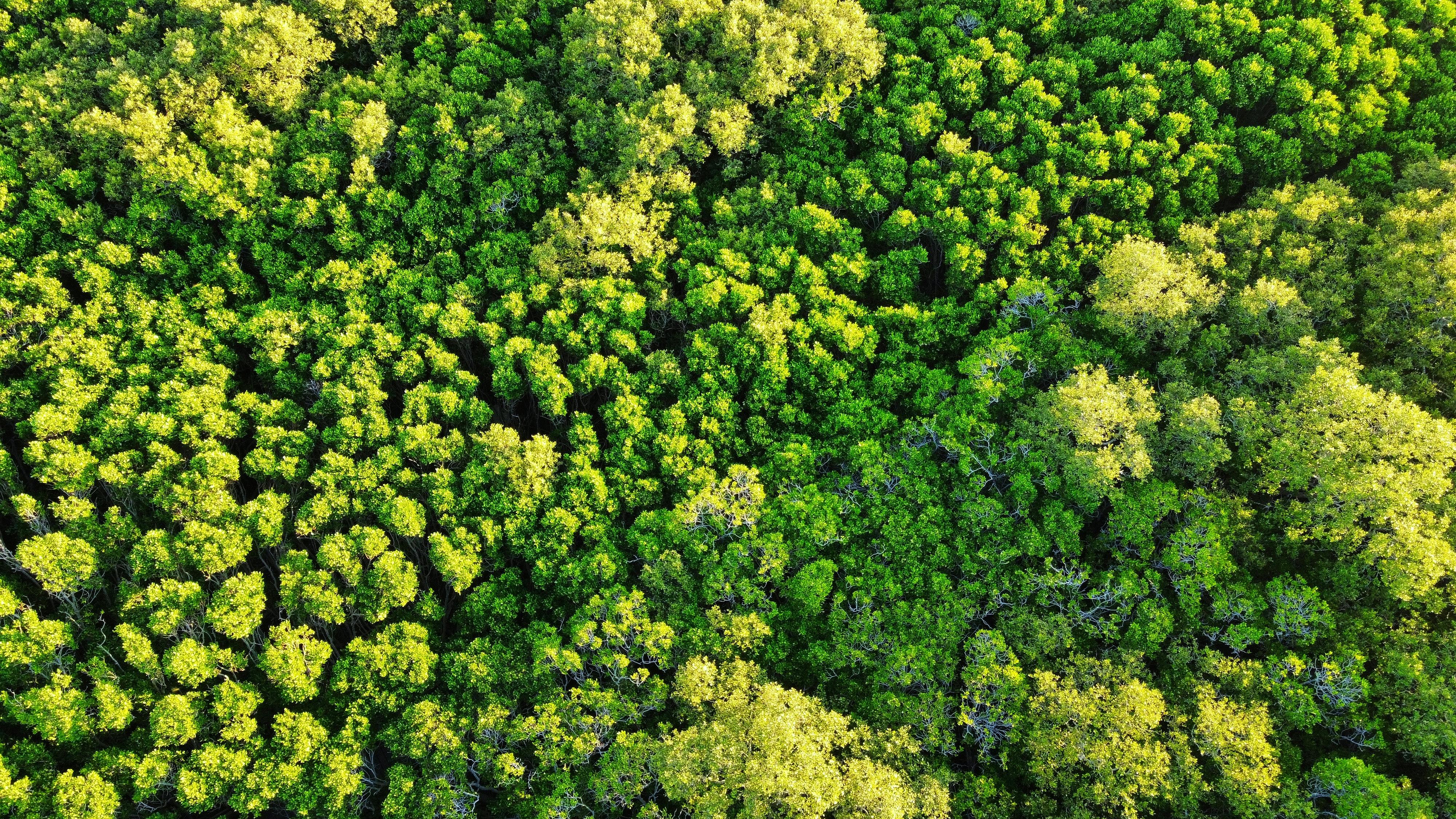 Drone Shot of a Dense Forest · Free Stock Photo