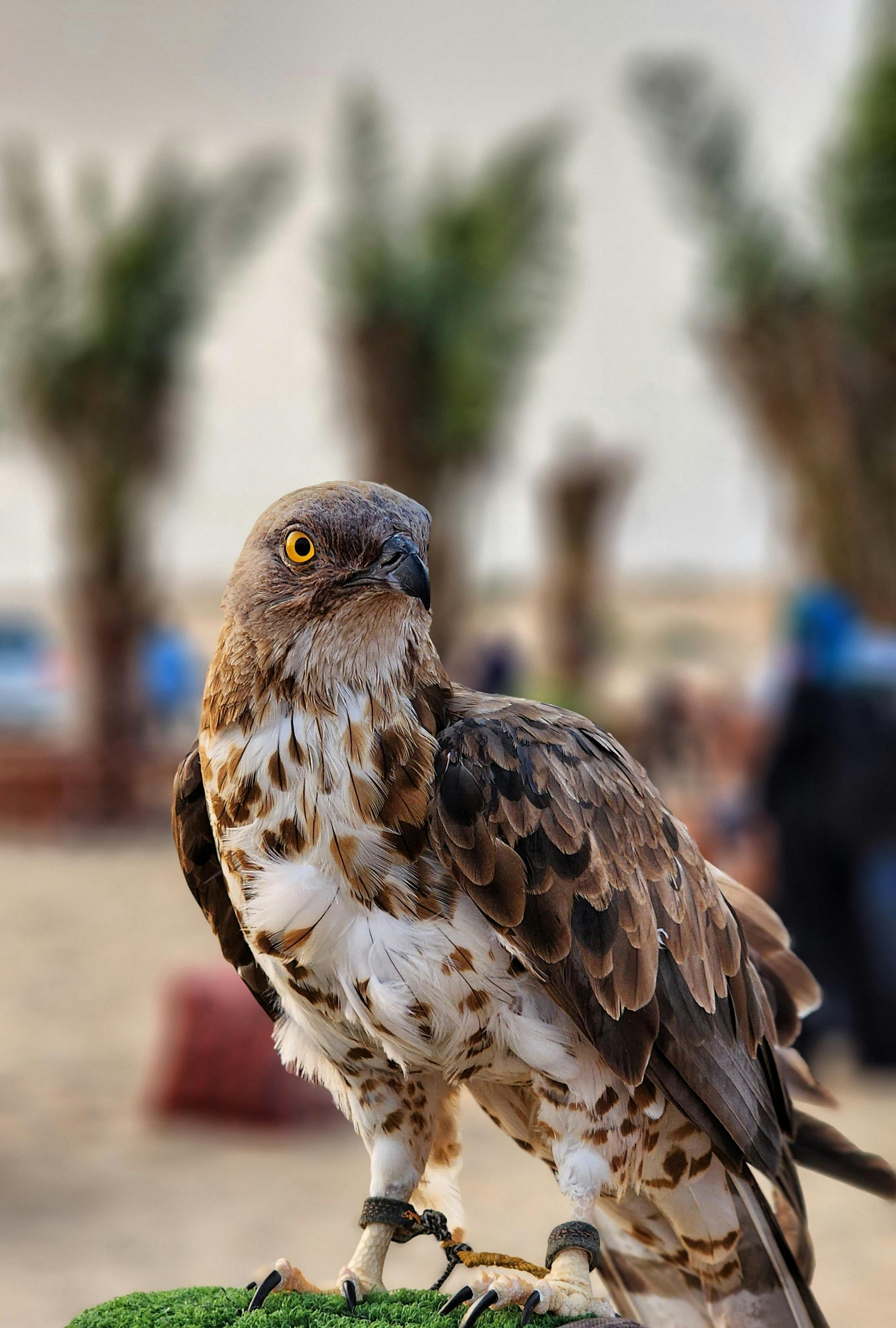 Hawk Eyes Photos, Download The BEST Free Hawk Eyes Stock Photos & HD Images