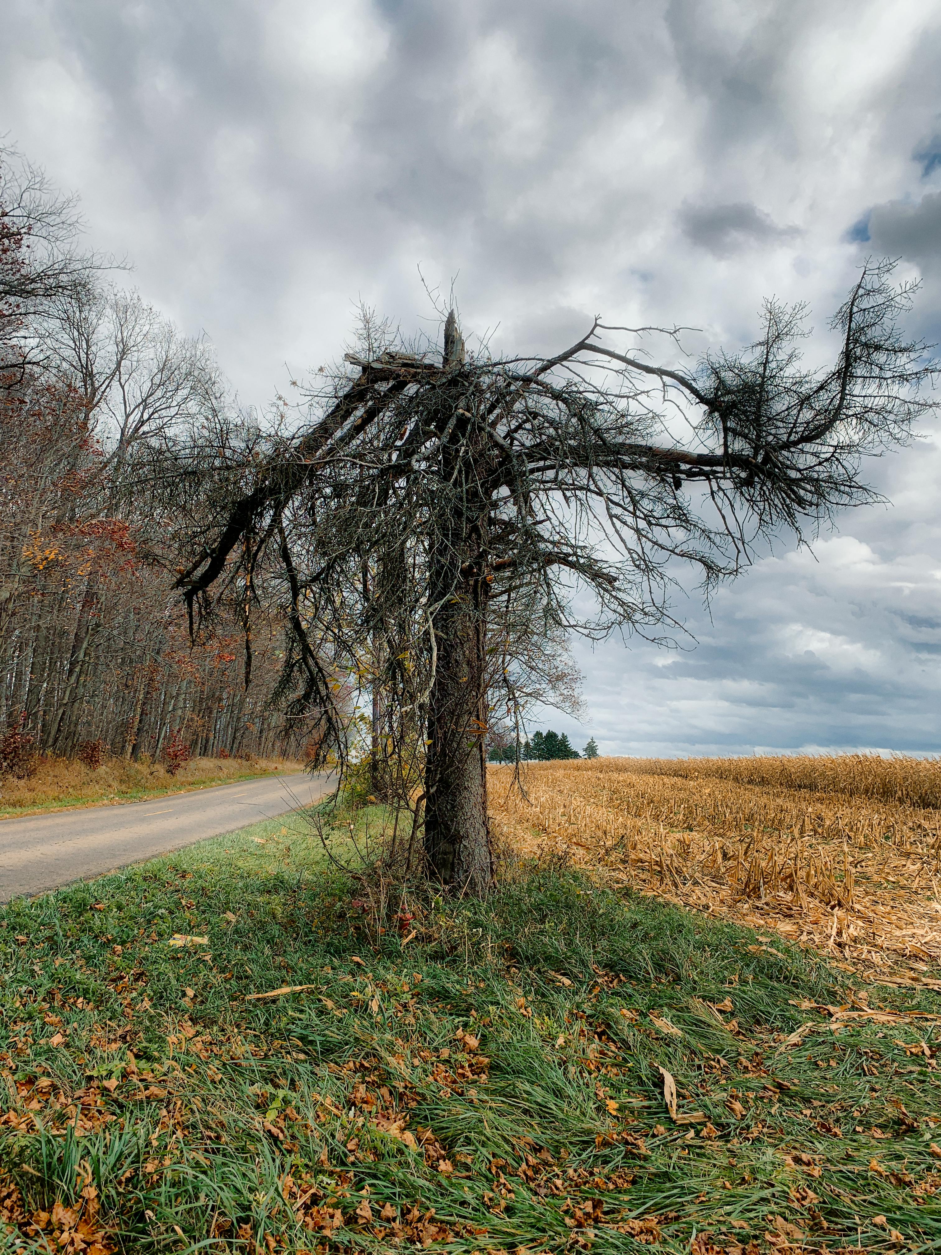 Broken Tree near a Road · Free Stock Photo