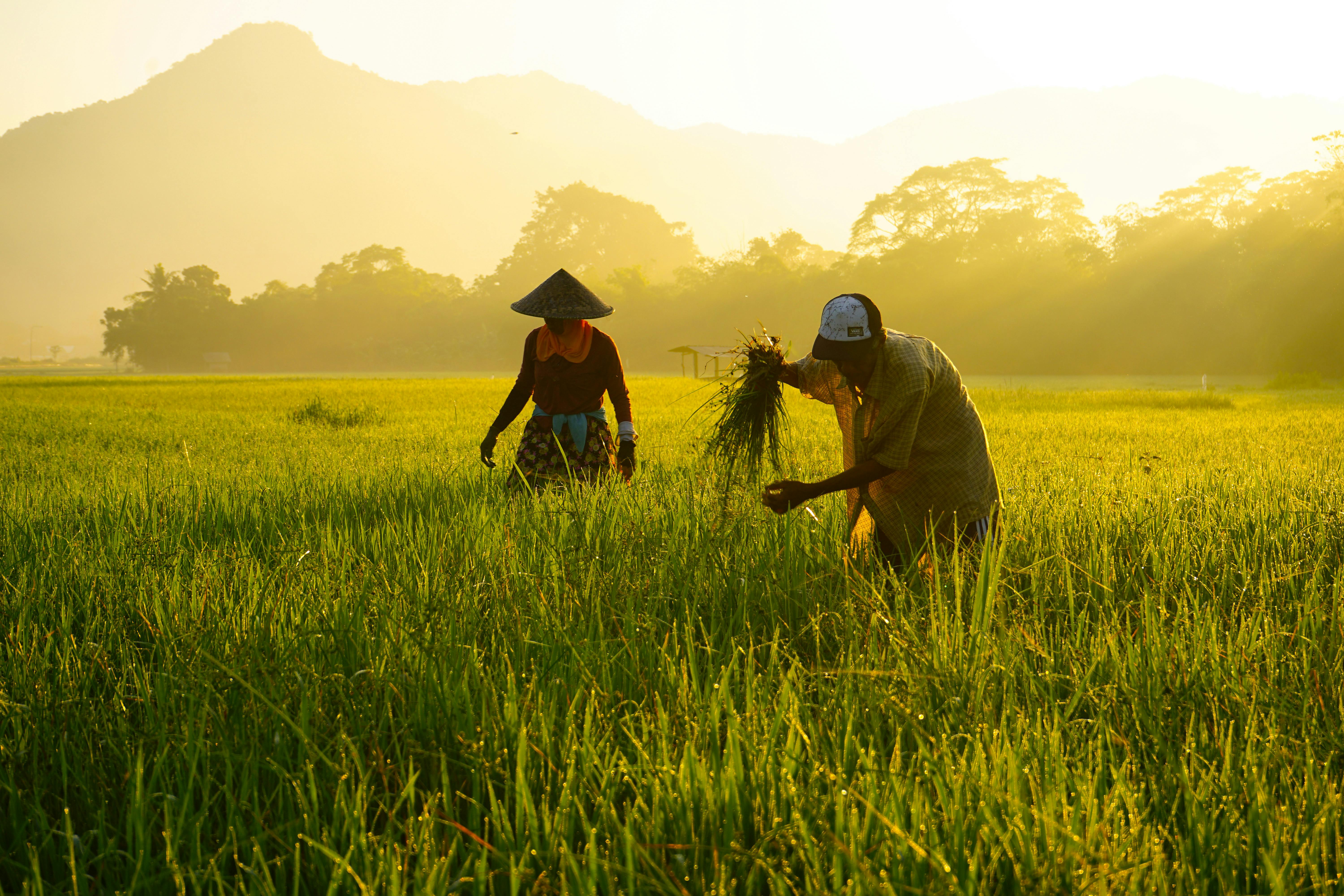 Two People on Rice Field · Free Stock Photo