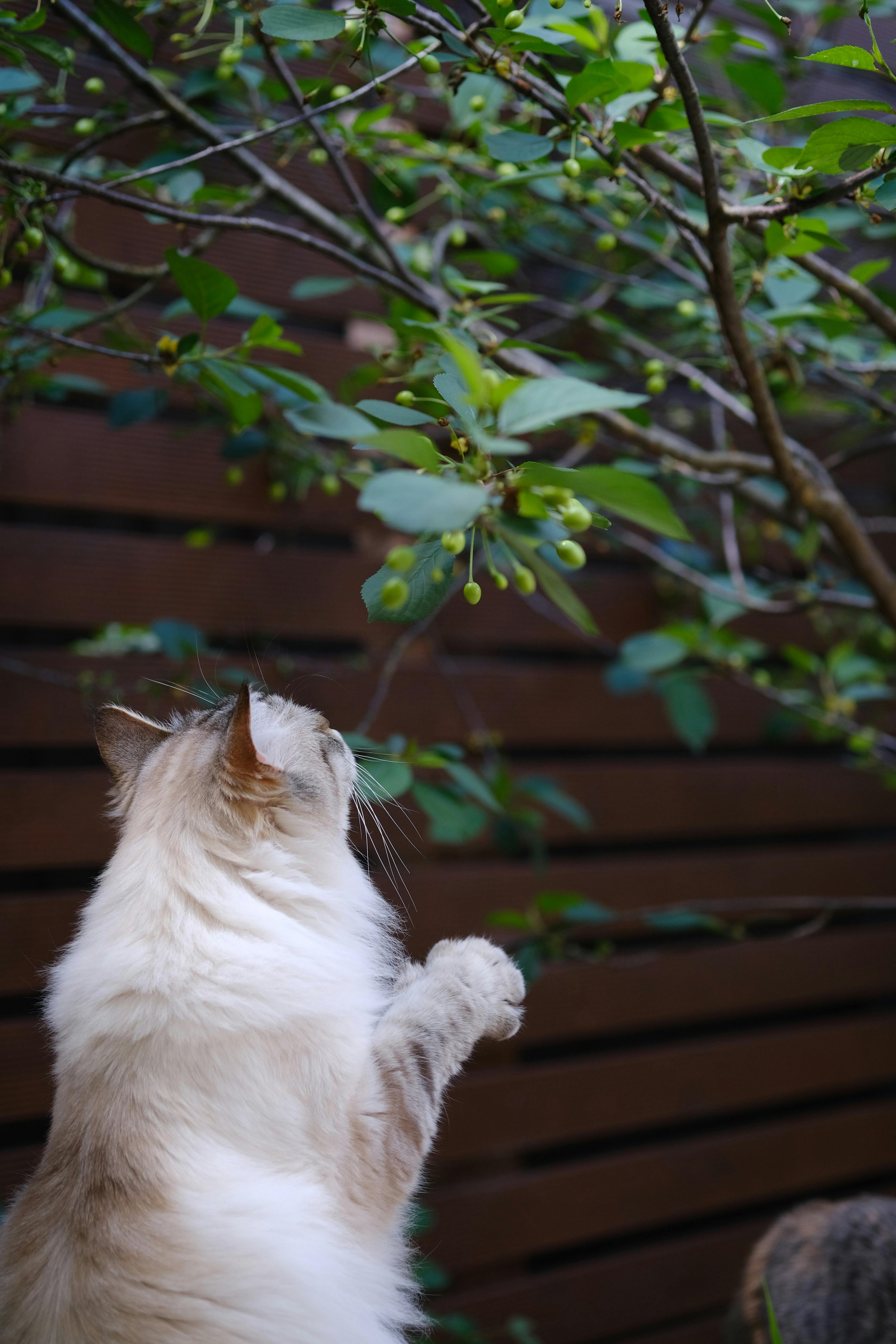 Cat Hunting Photos, Download The BEST Free Cat Hunting Stock Photos ...