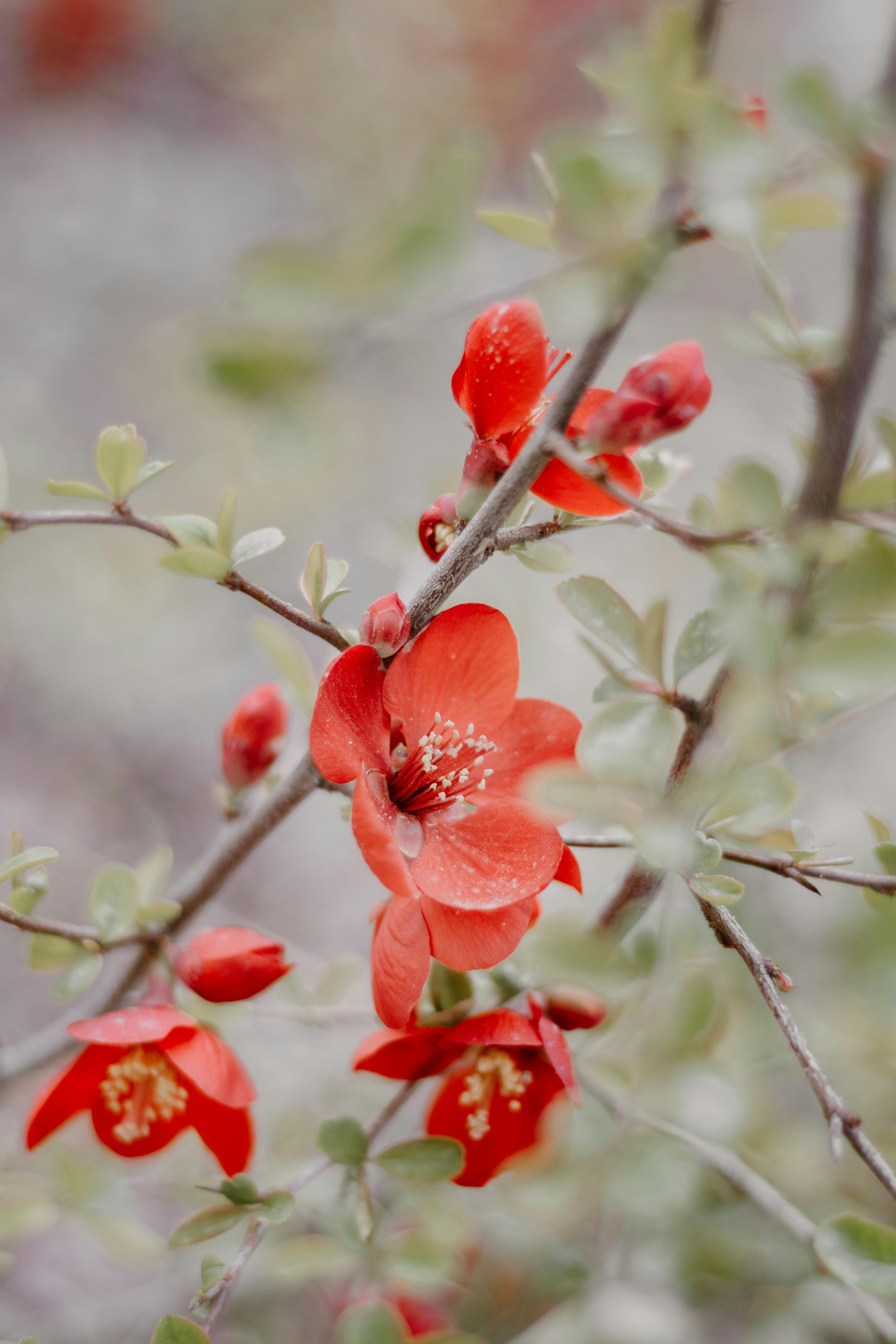 Chinese Quince Flowers in Close-up Photography · Free Stock Photo
