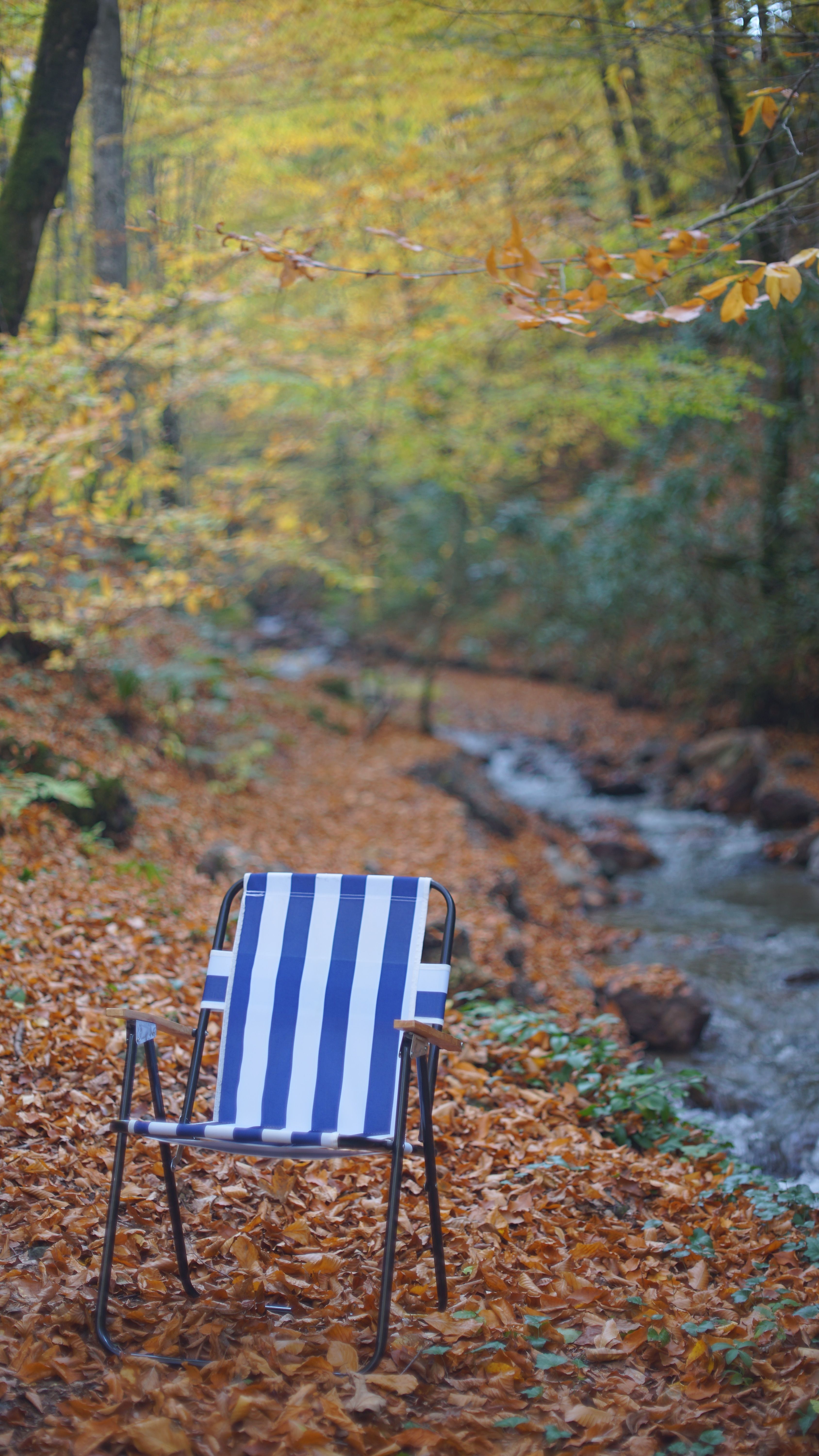 Chair in Forest in Autumn · Free Stock Photo