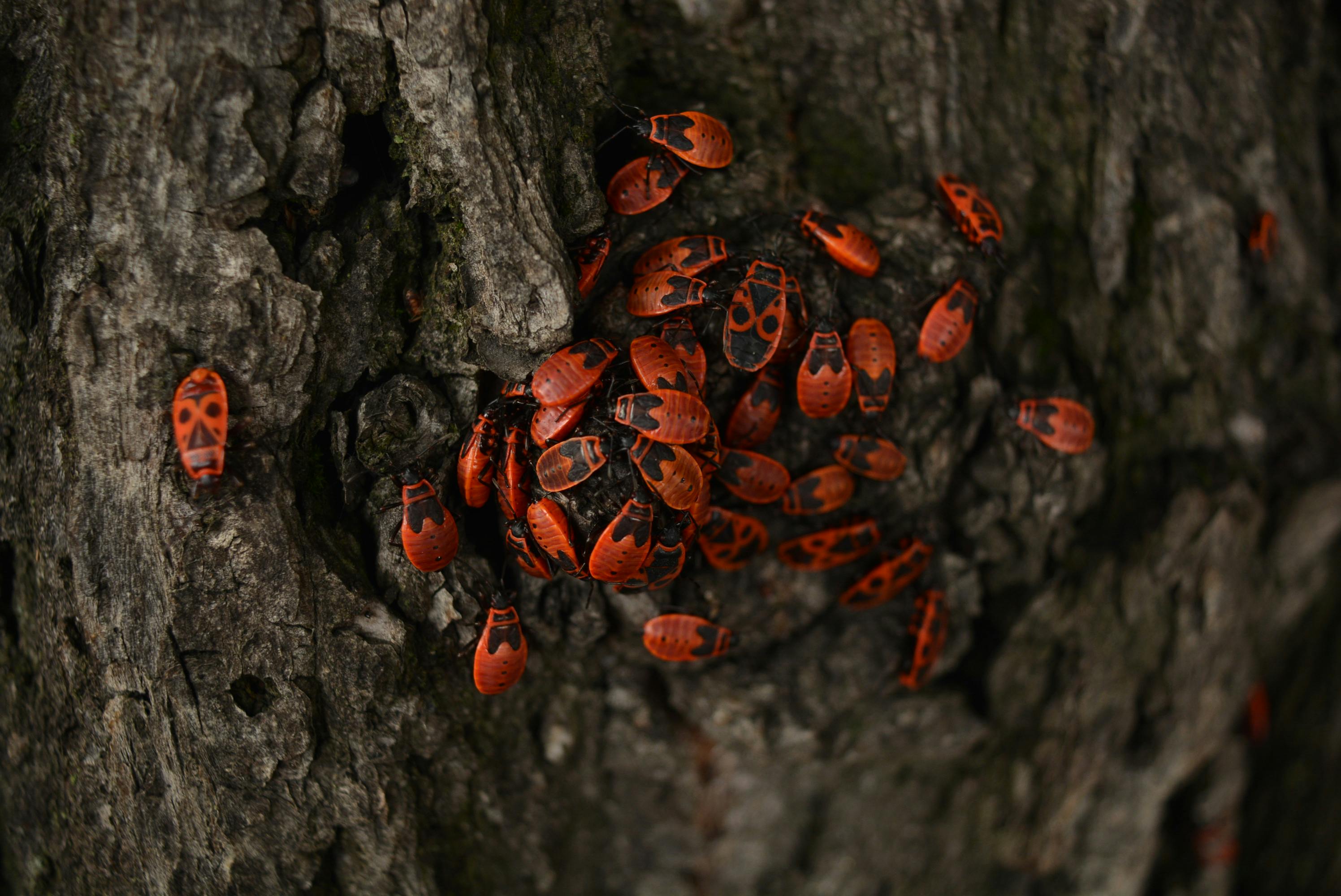 A Group of Black and Orange Bugs on Tree trunk · Free Stock Photo