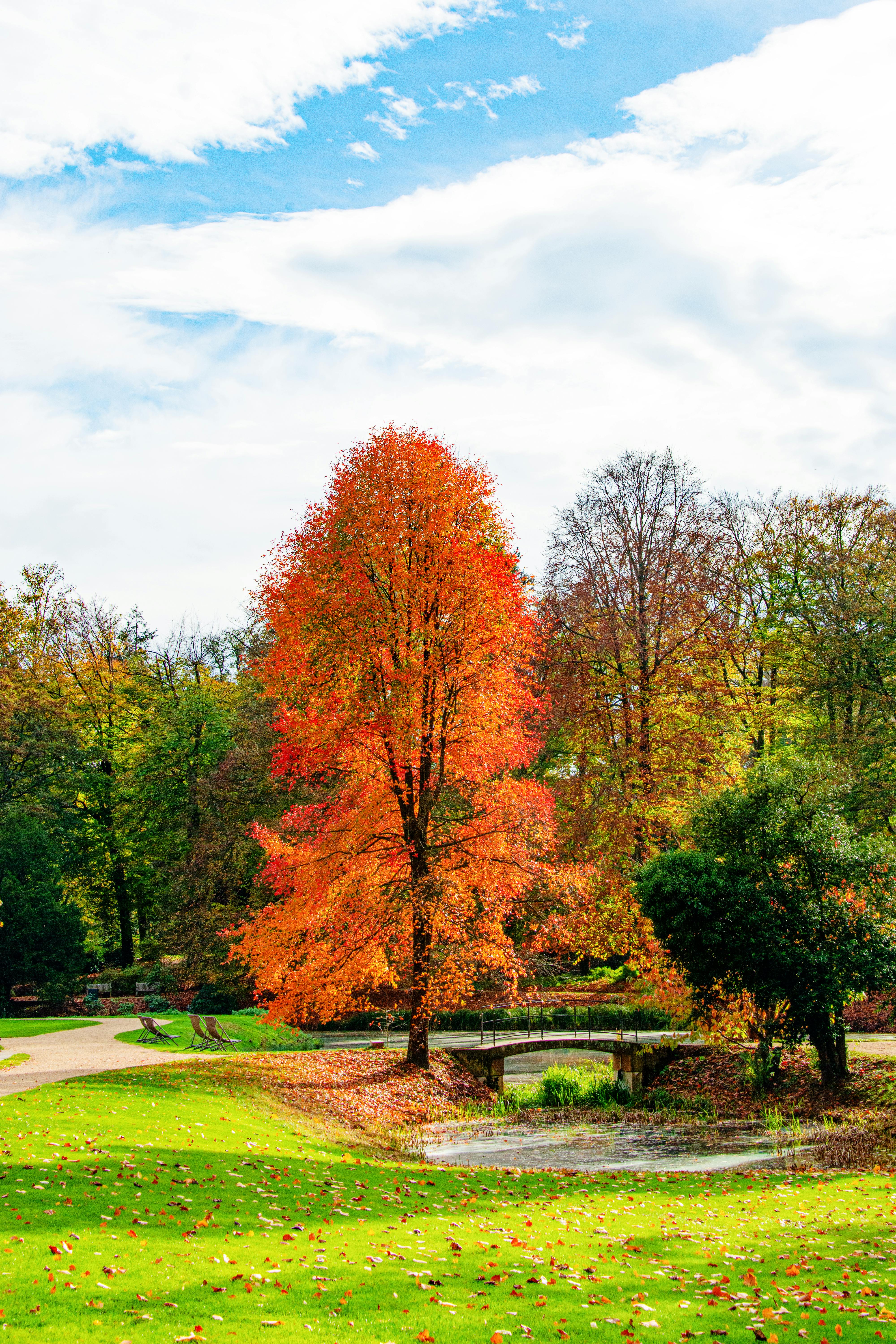 Fall Foliage Tree on a Park · Free Stock Photo