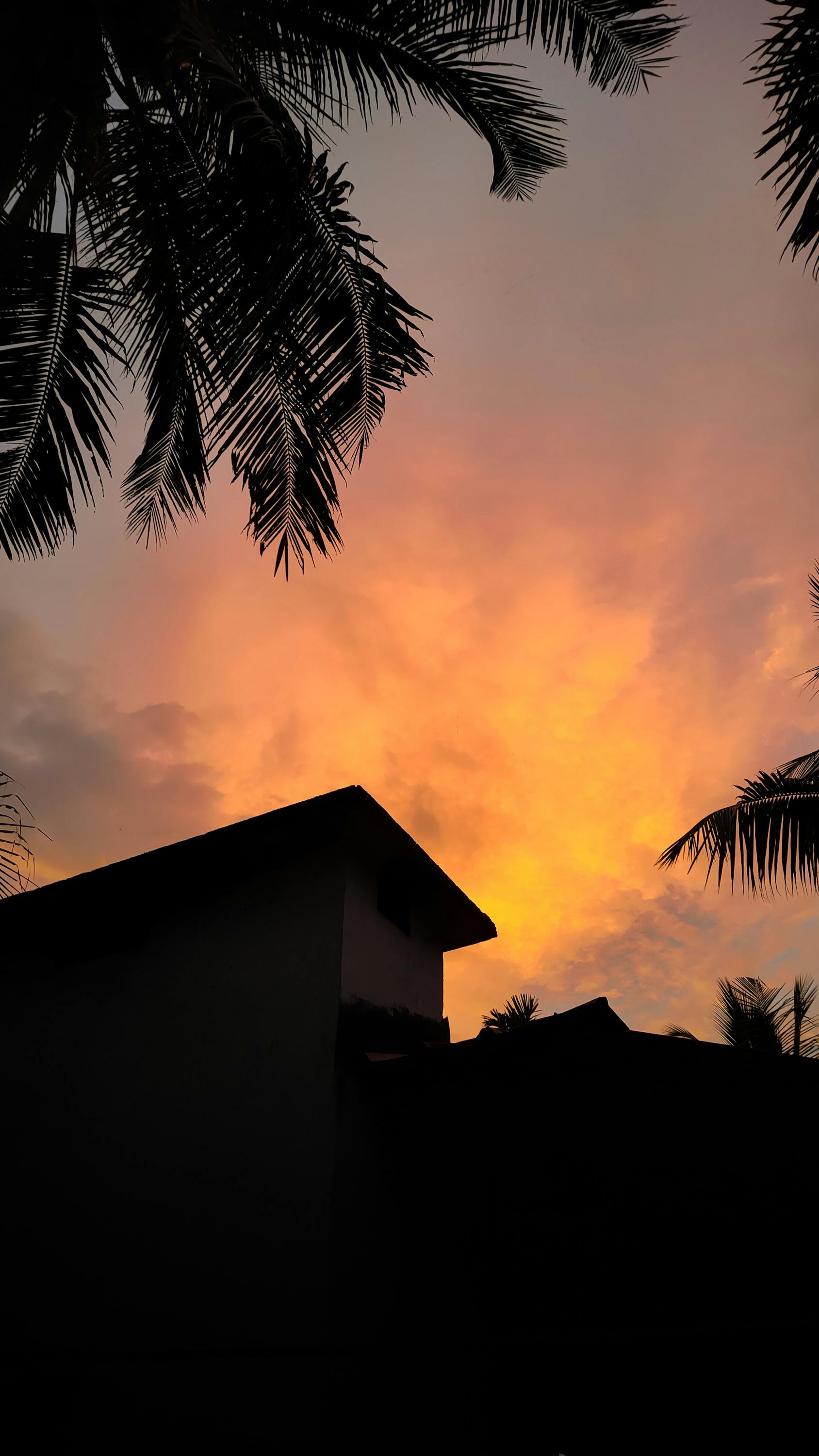 Silhouette of Palm Trees near a House during Sunset · Free Stock Photo