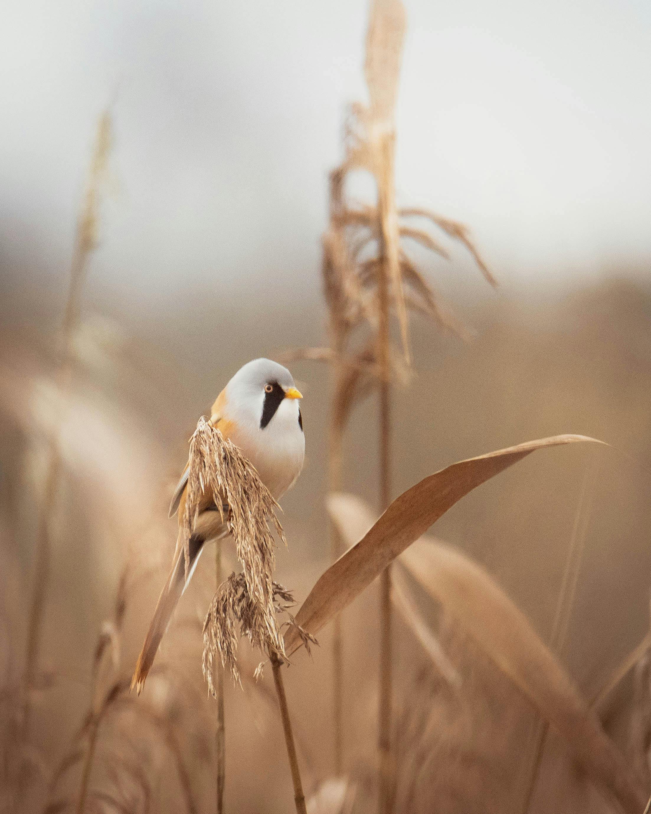 Bird on Grain · Free Stock Photo